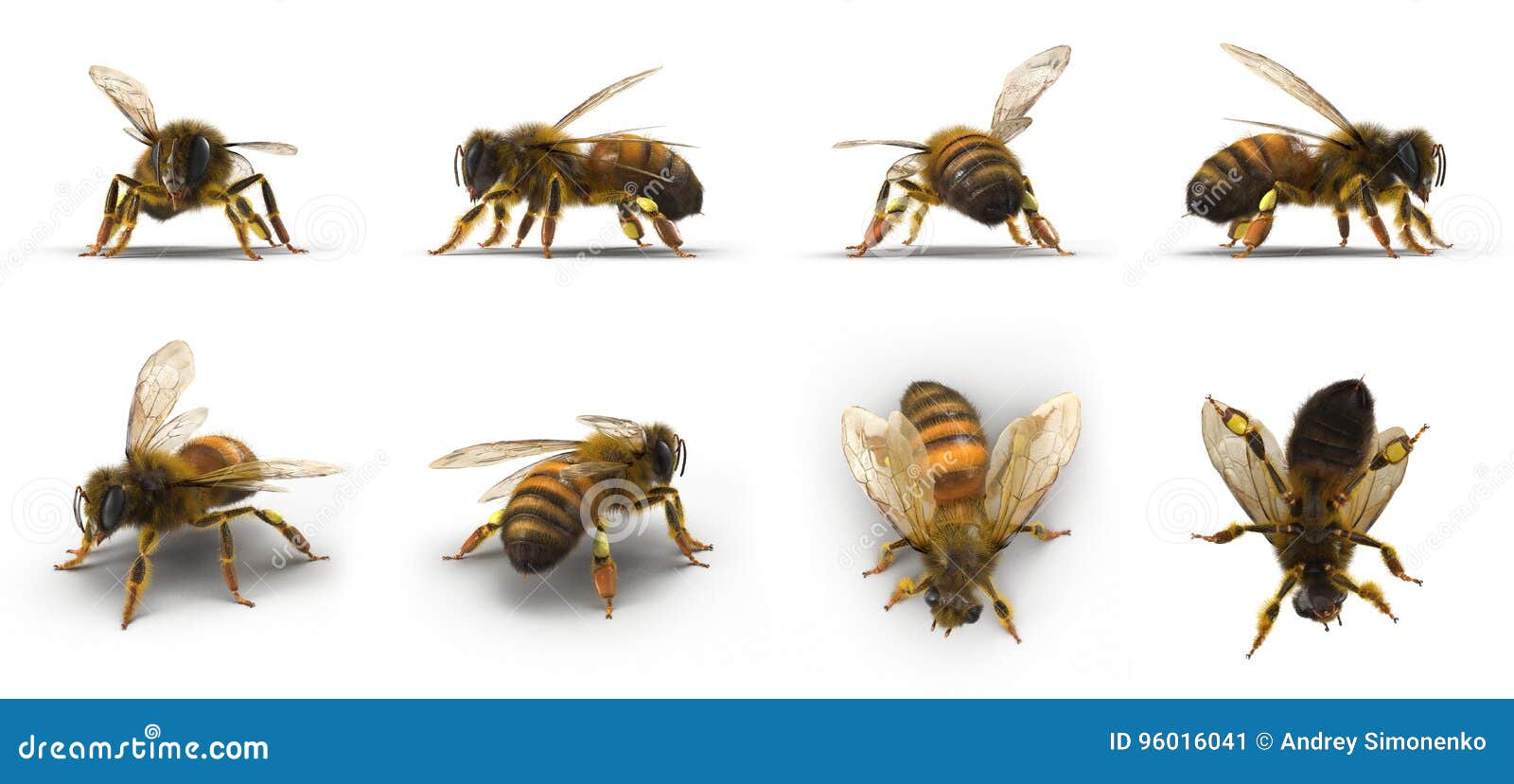 Bee Renders Set from Different Angles on a White. 3D Illustration Stock ...