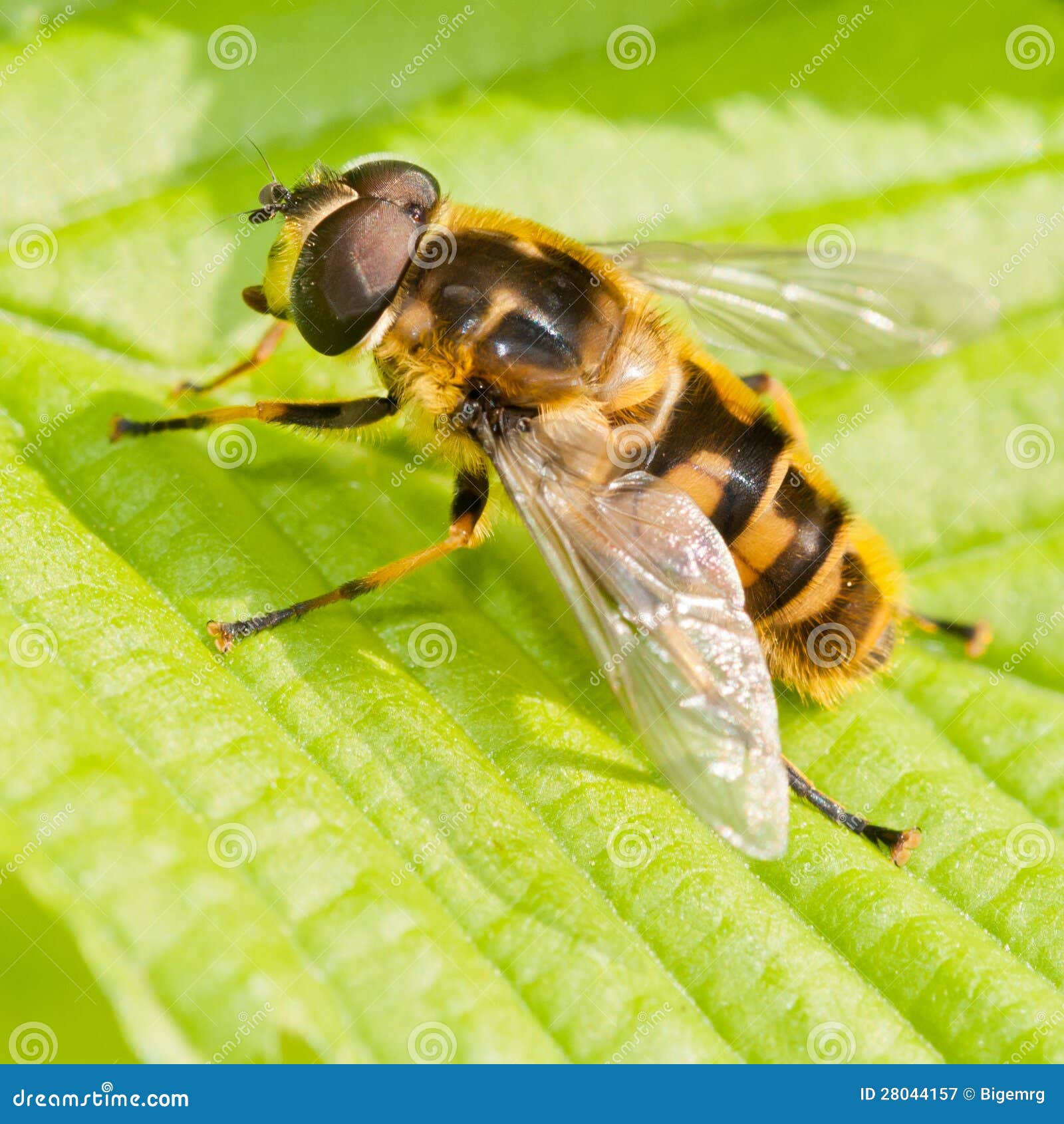 Bee at Rest stock image. Image of stripe, square, hairy - 28044157