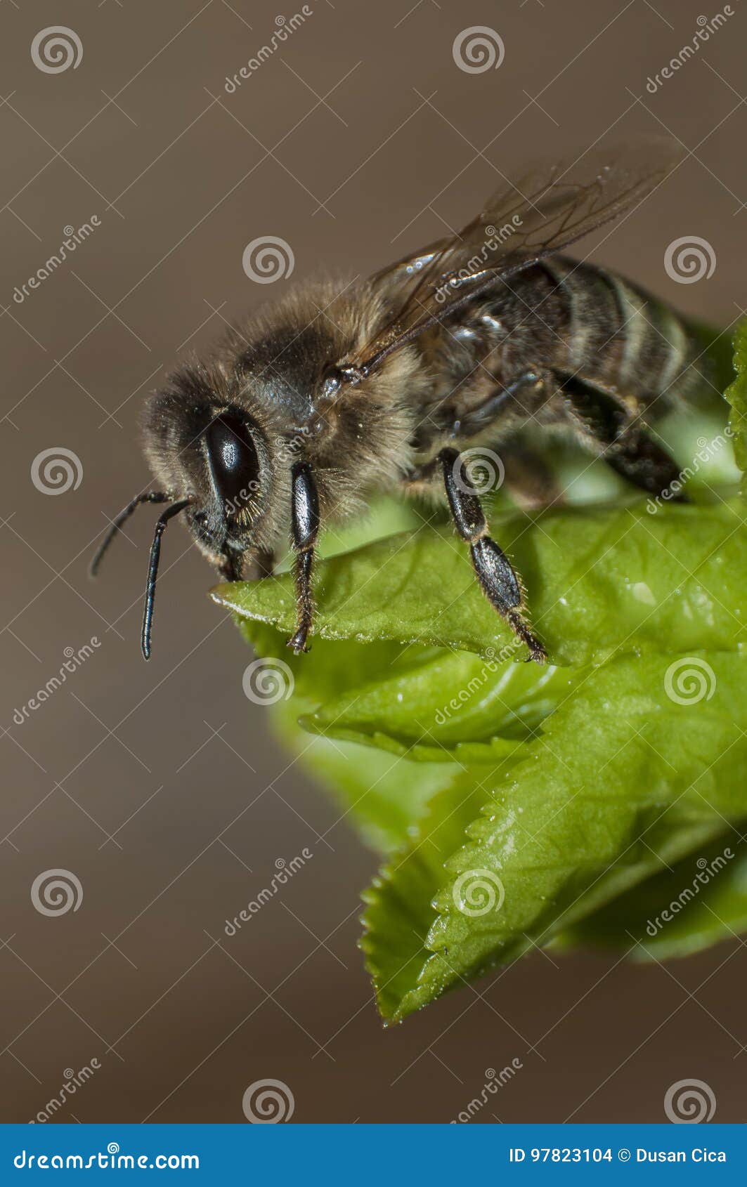 Bee rest on the leaf stock photo. Image of baloon, macro - 97823104