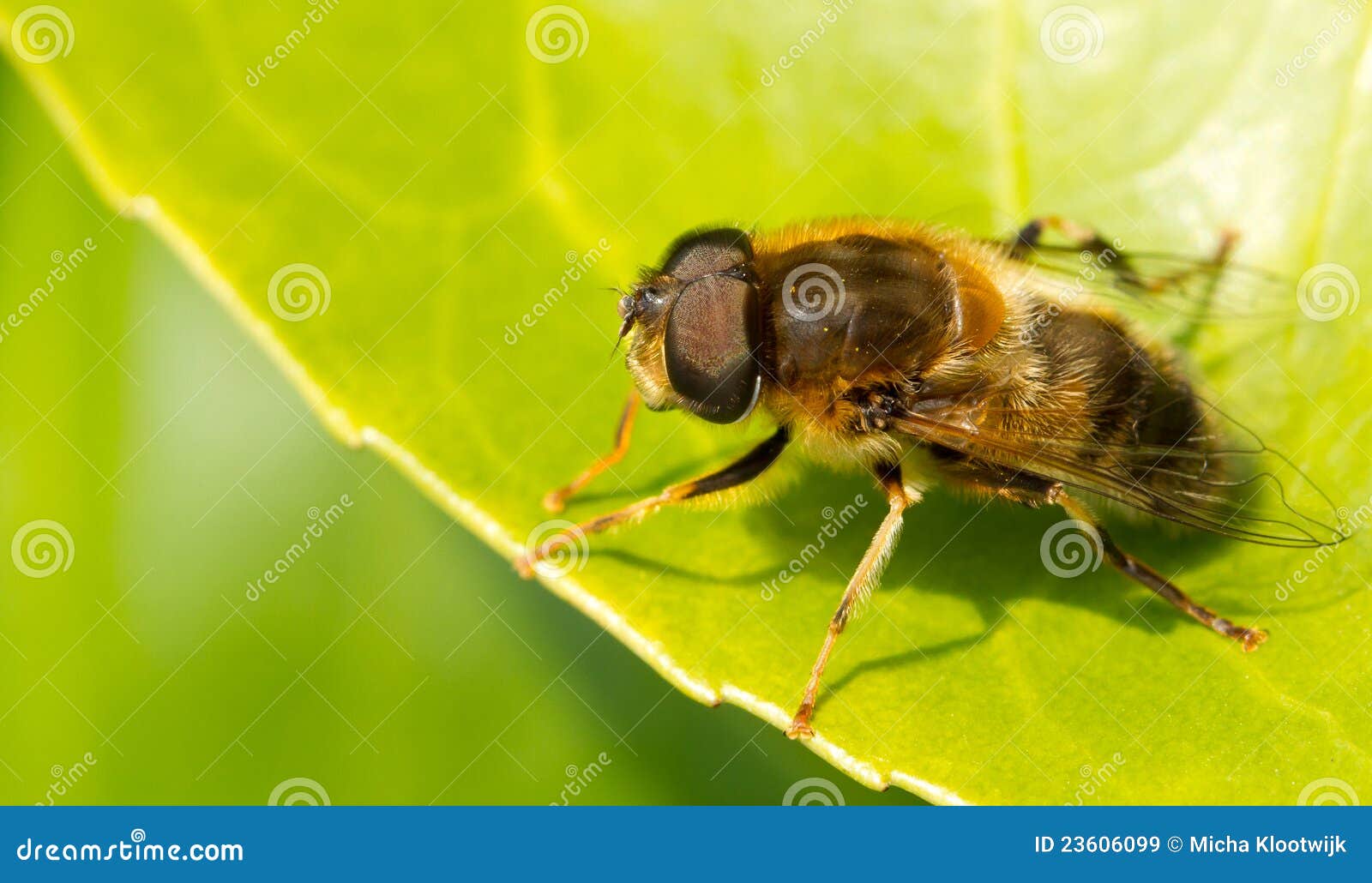 A bee is resting stock image. Image of pollen, head, busy - 23606099