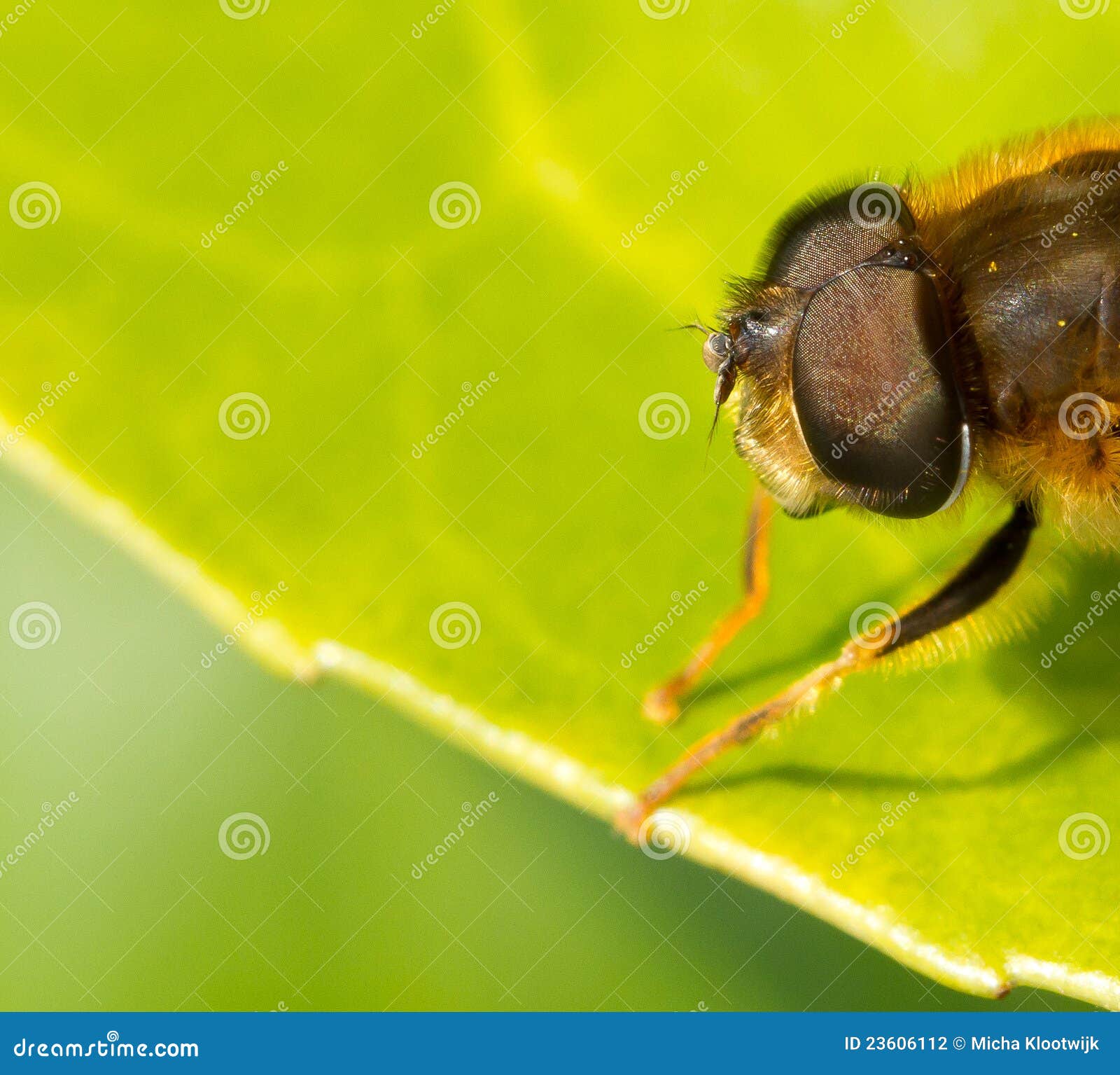 A bee is resting stock photo. Image of leaf, macro, busy - 23606112