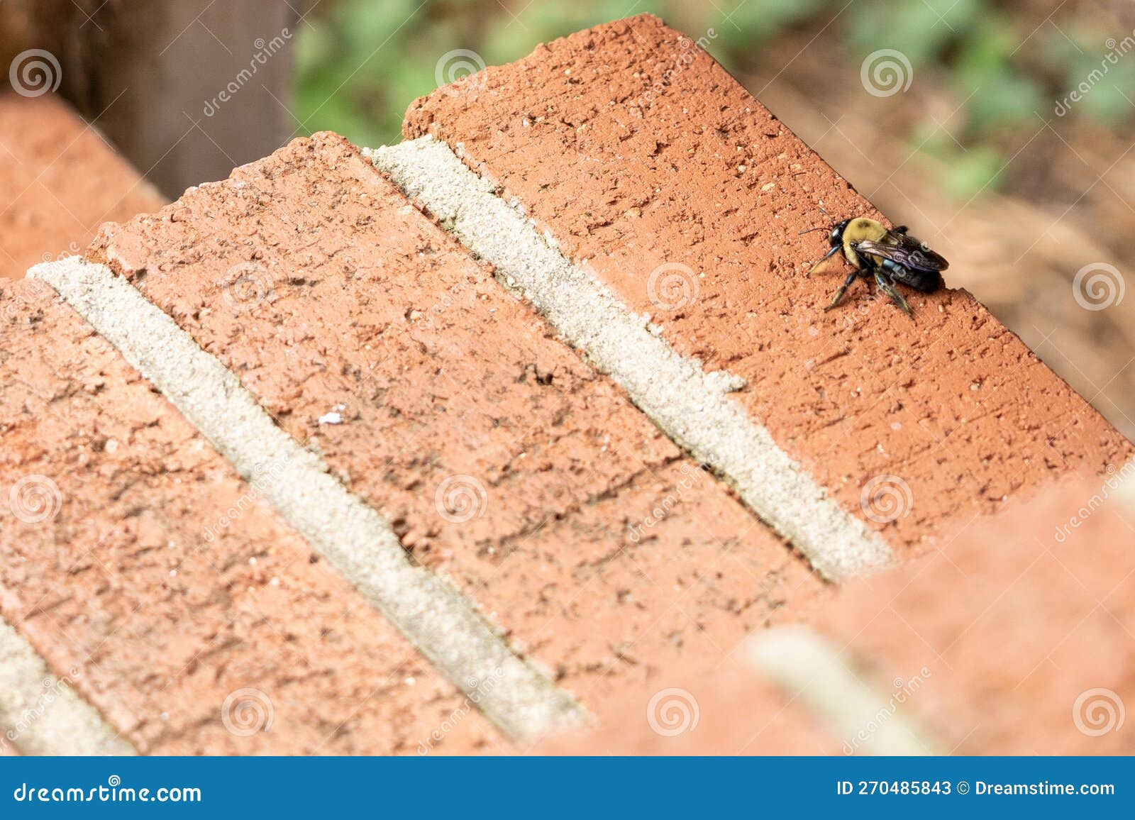 Resting busy bee stock image. Image of stairs, brick - 270485843