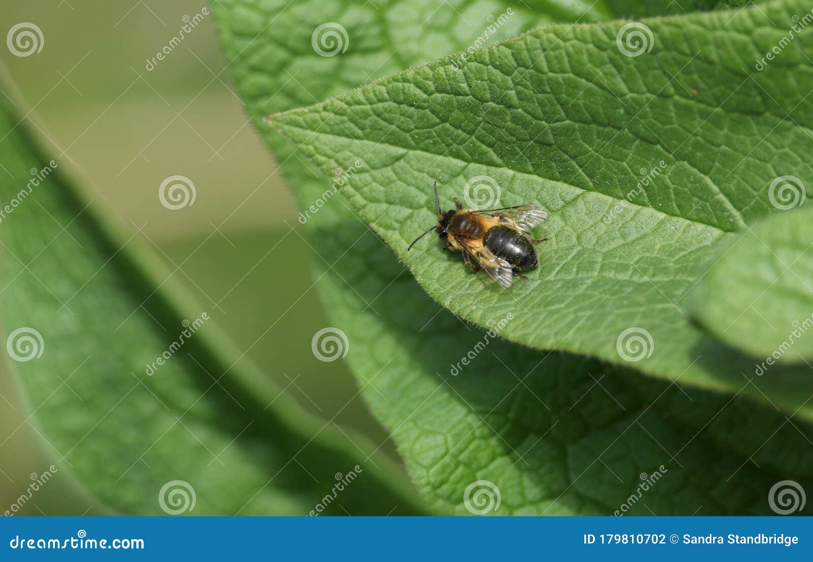A Bee Resting on a Comfrey Leaf in Spring in the UK. Stock Photo ...