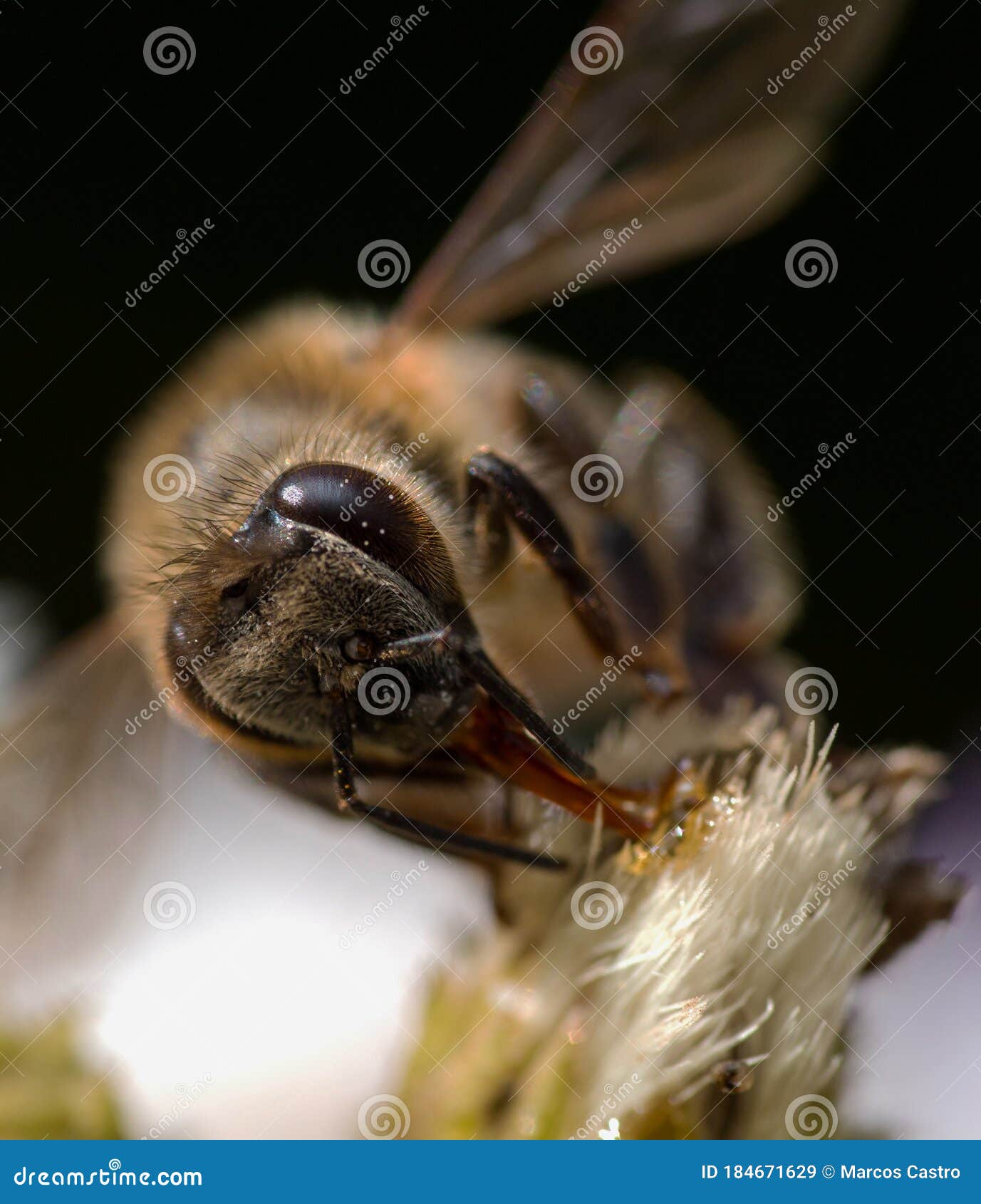 Bee resting on a flower stock image. Image of resting - 184671629