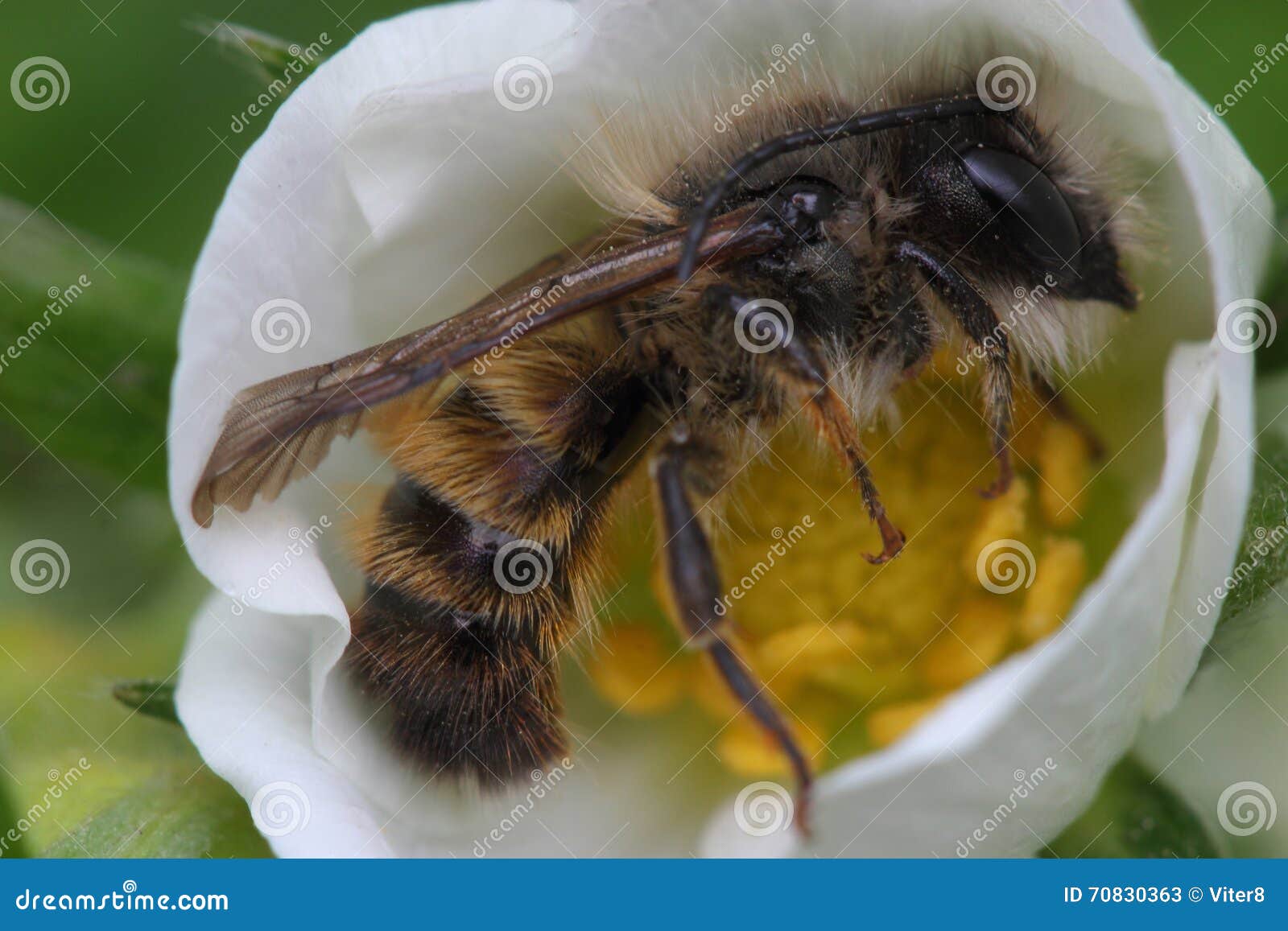 Bee resting in flower stock image. Image of stinging - 70830363