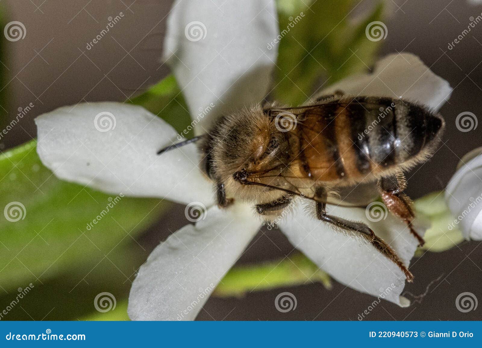 Bee Resting on a Flower during Pollination Stock Image - Image of field ...