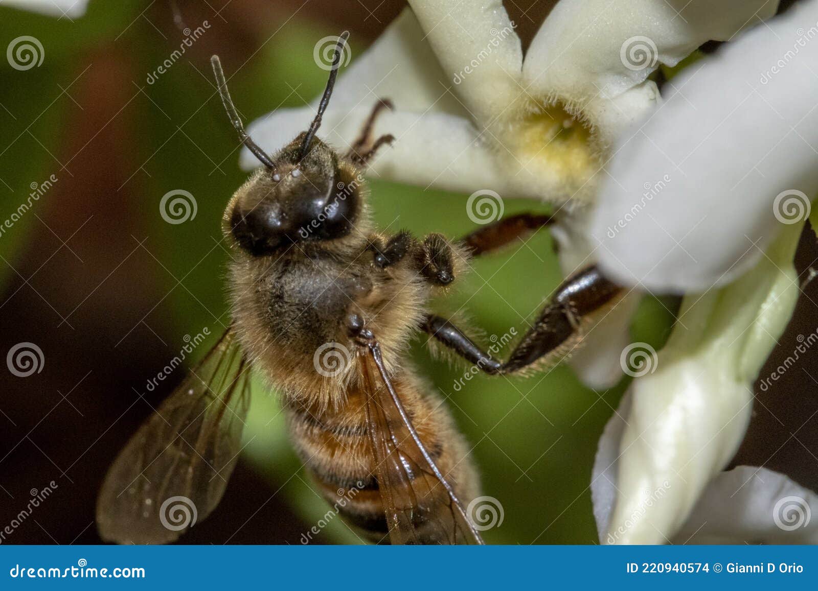 Bee Resting on a Flower during Pollination Stock Photo - Image of ...