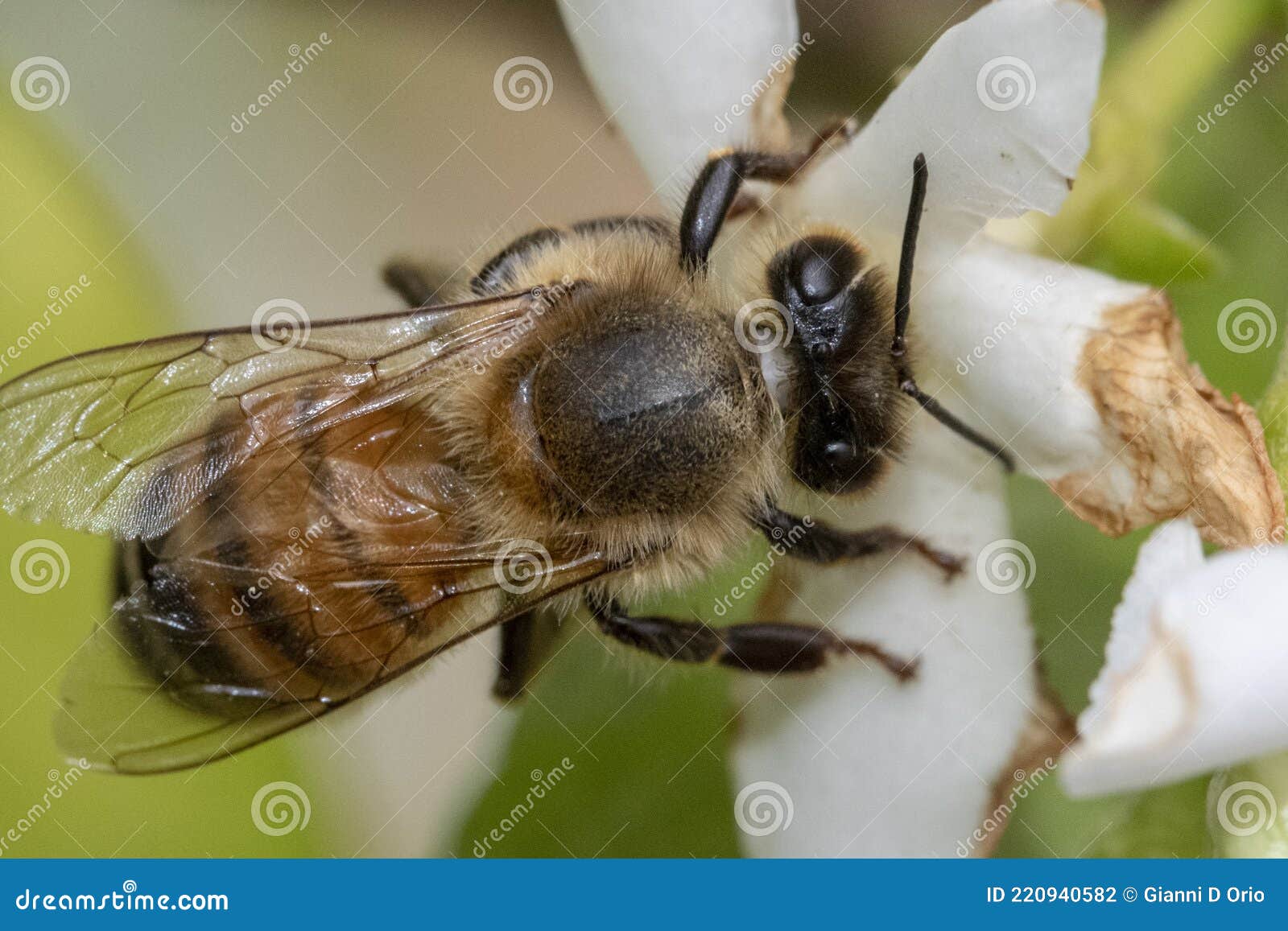 Bee Resting on a Flower during Pollination Stock Photo - Image of ...