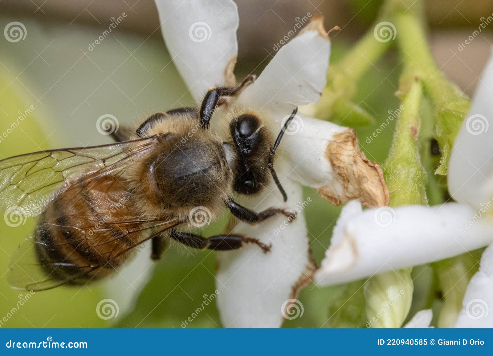 Bee Resting on a Flower during Pollination Stock Image - Image of ...