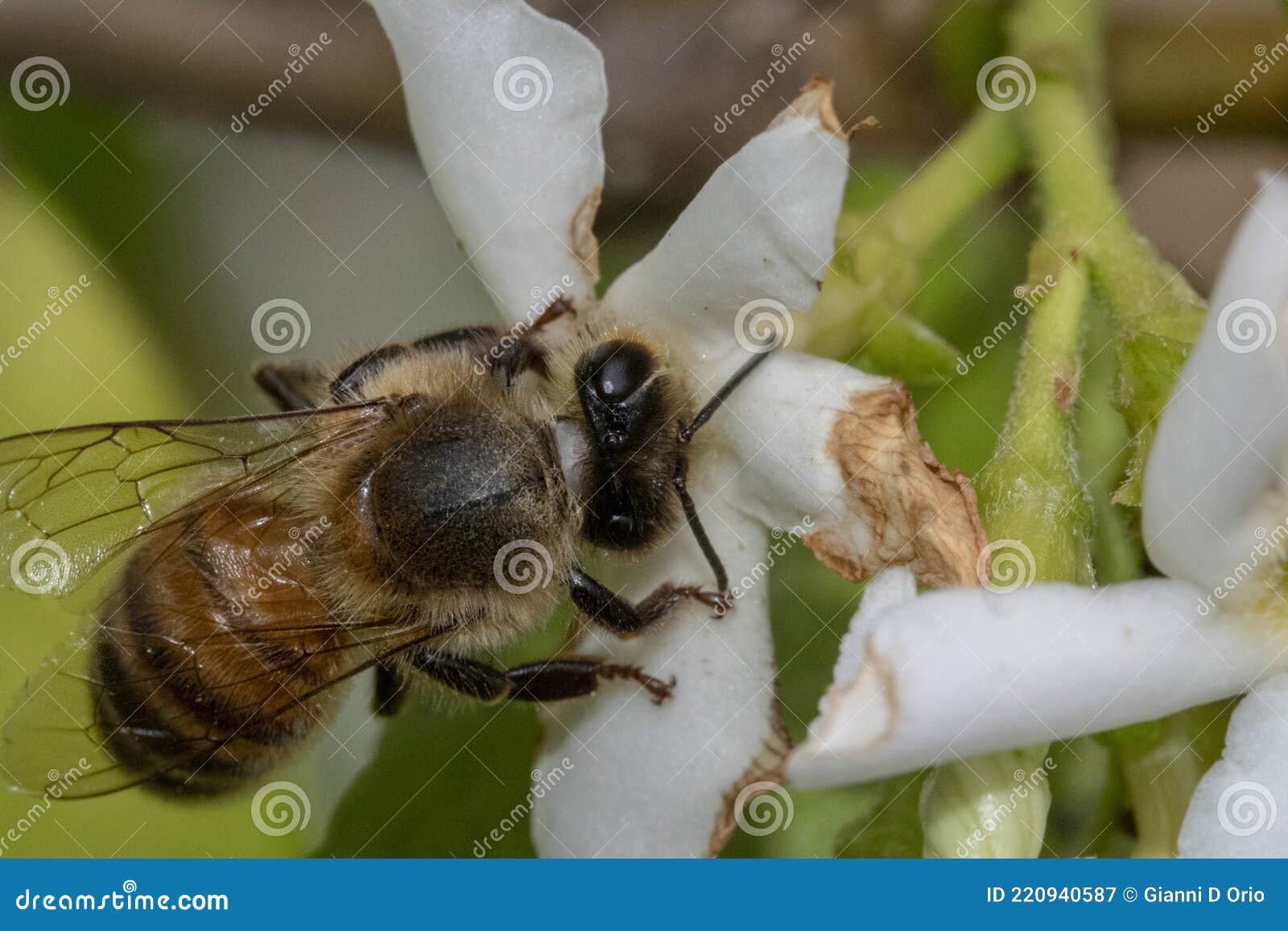 Bee Resting on a Flower during Pollination Stock Image - Image of ...