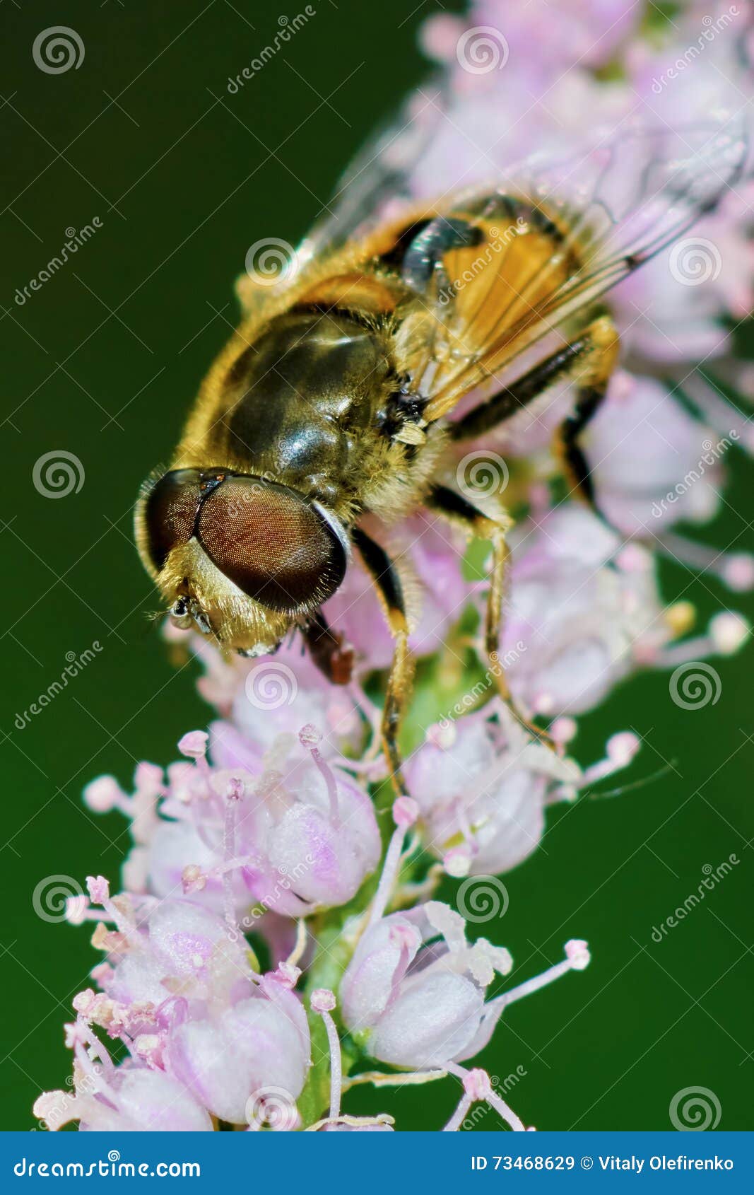 Bee resting stock image. Image of tamarisk, nectar, bush - 73468629