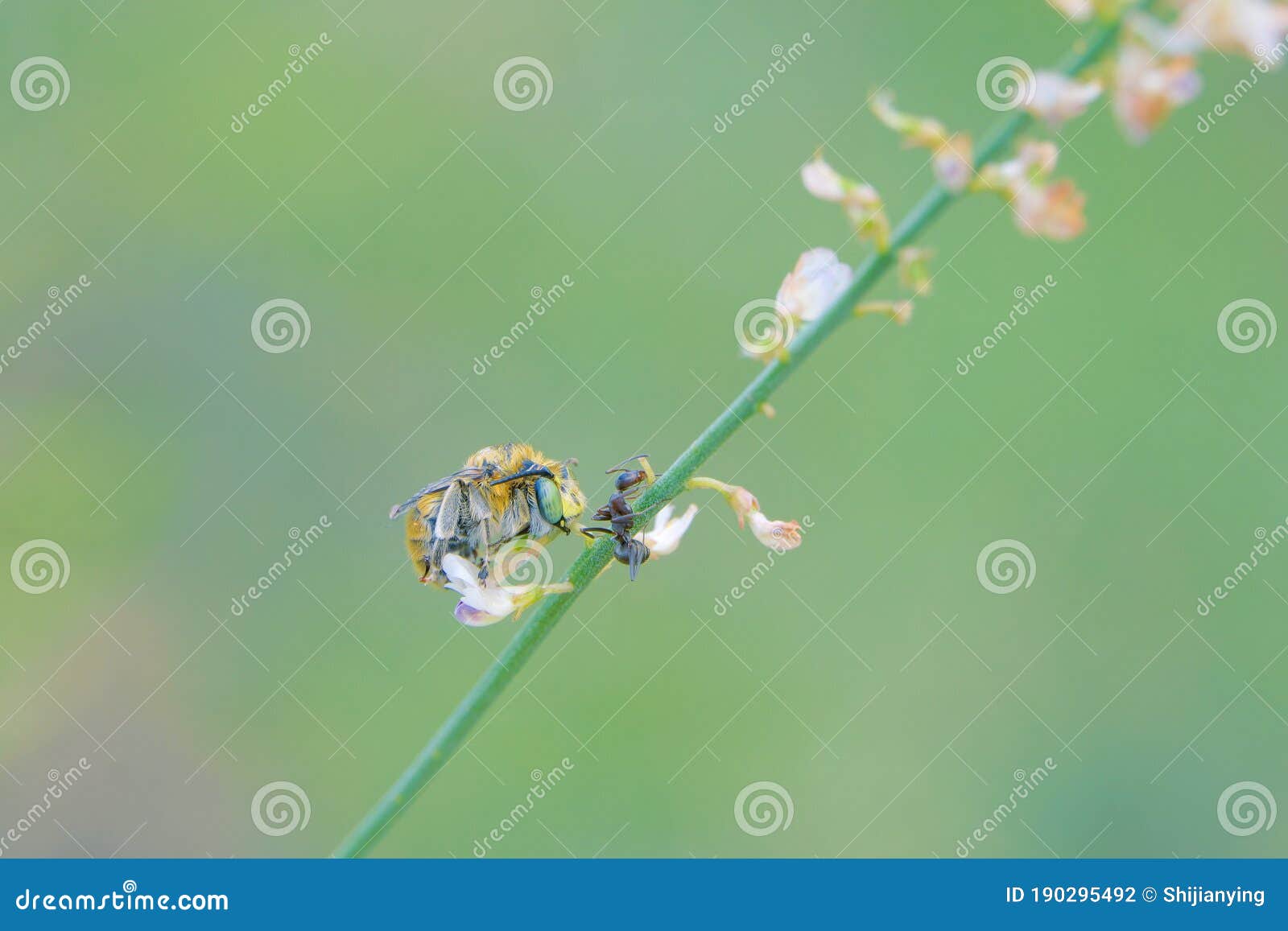 Resting bee stock photo. Image of insects, life, grass - 190295492