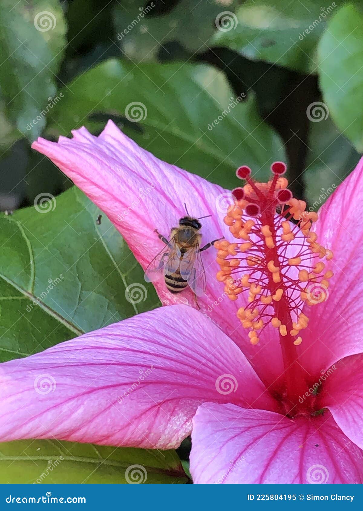 Bee resting on a hibiscus stock image. Image of pink - 225804195