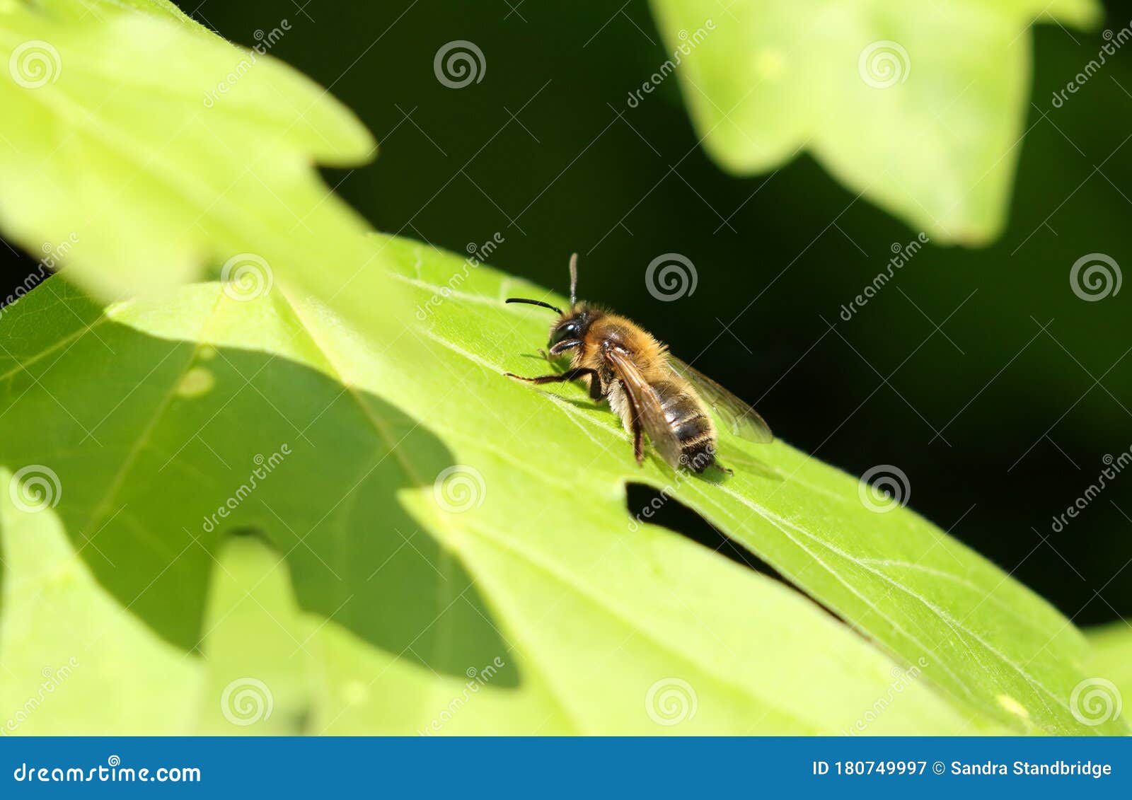 A Bee Resting on a Leaf in Spring in the UK. Stock Image - Image of ...