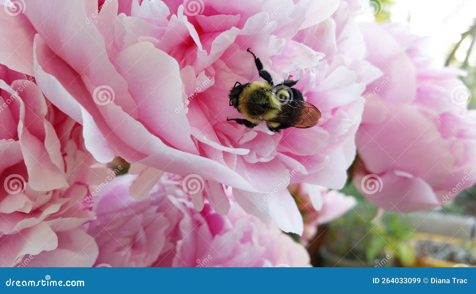 Bee Resting on a Pink Peony Flower Stock Image - Image of pink, peony: 264033099