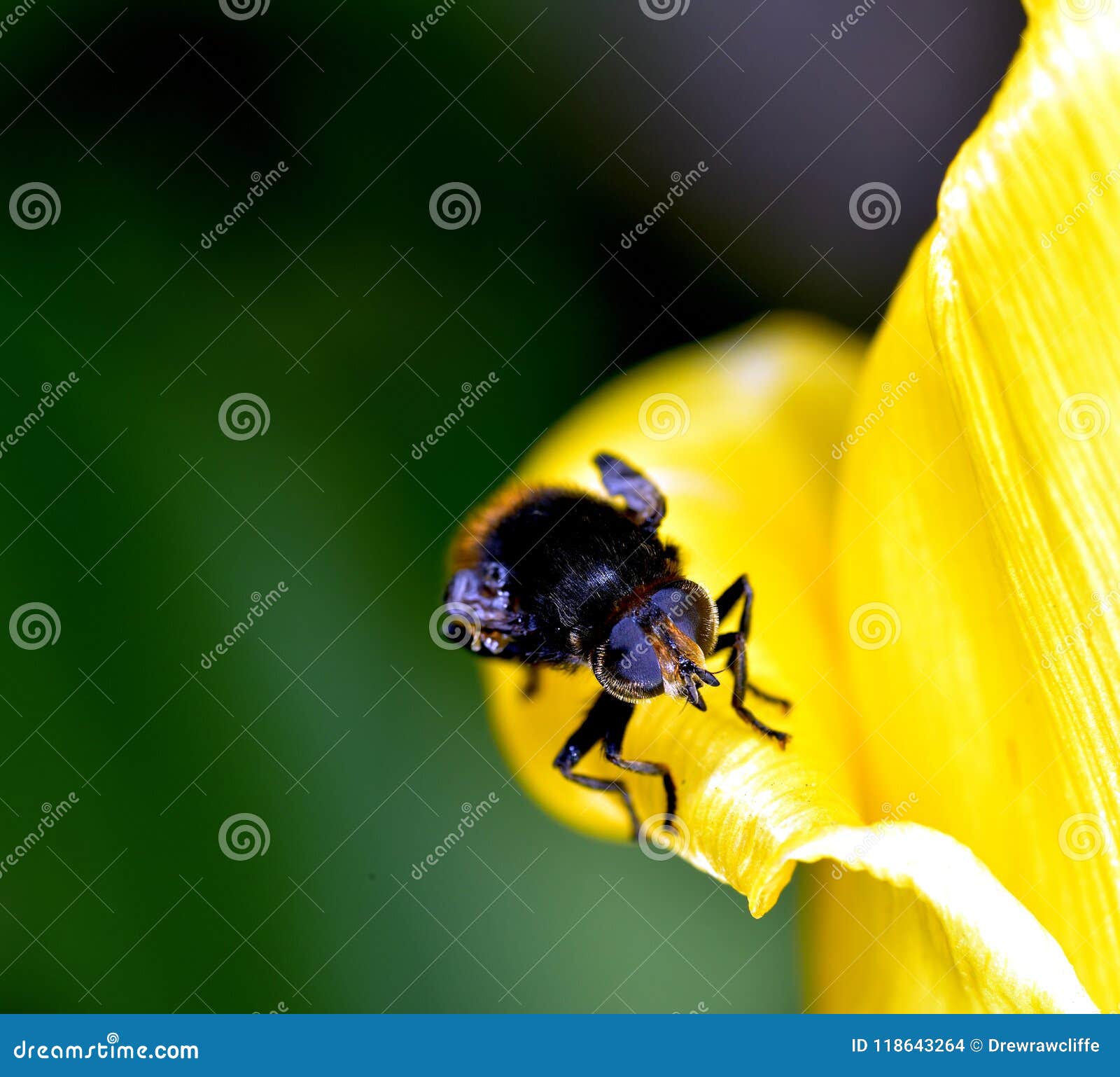 Bumble Bee and the Tulip stock photo. Image of bees - 118643264