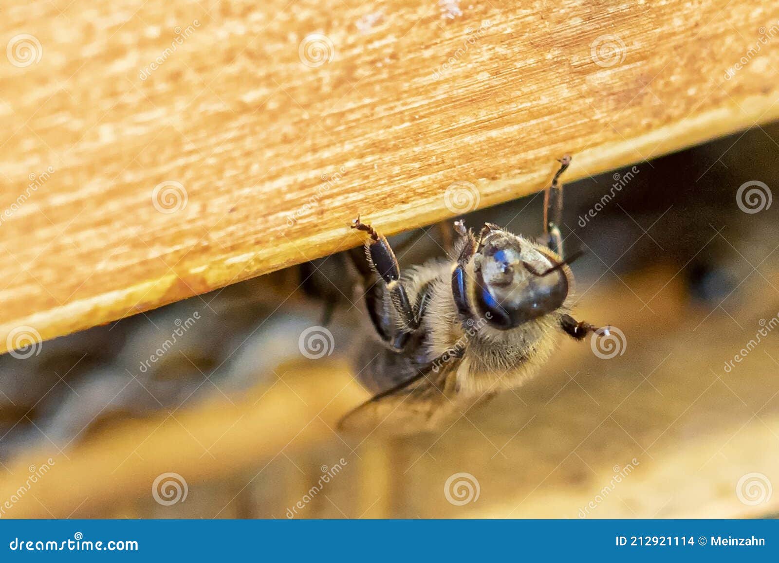 Bee Returning To His Beehive in Detail Stock Photo - Image of ...