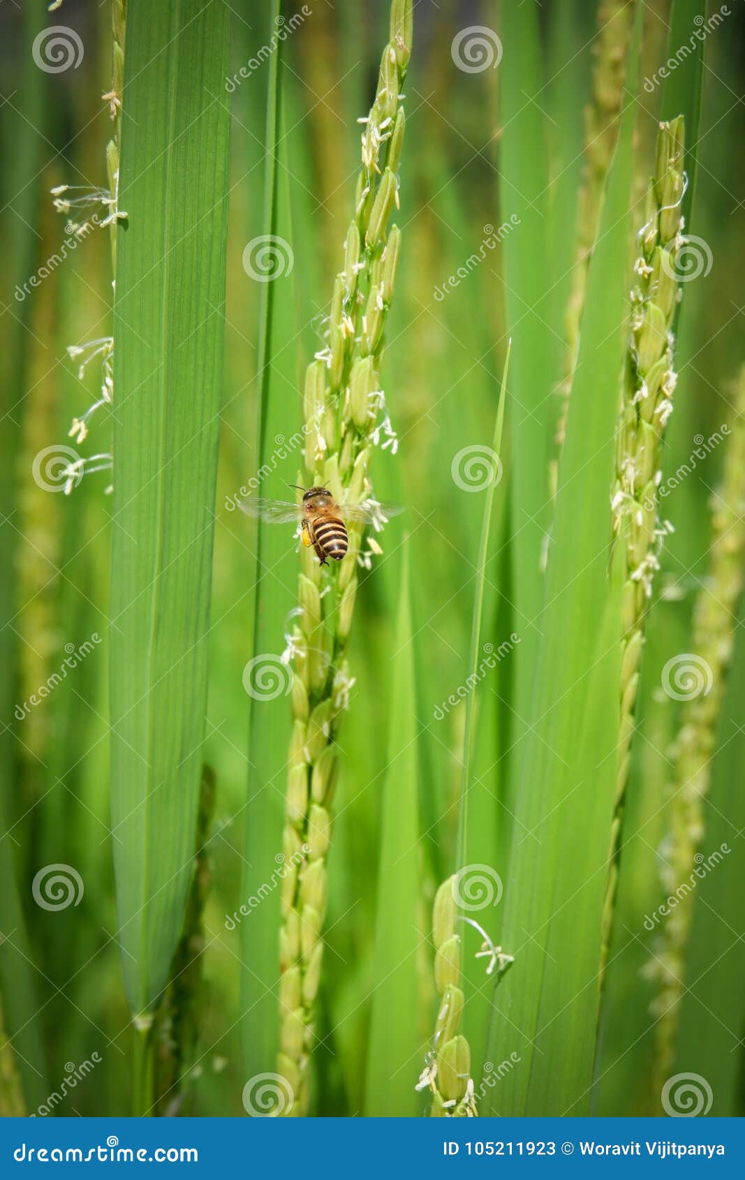 Bee on Rice stalks stock image. Image of green, agricultural - 105211923