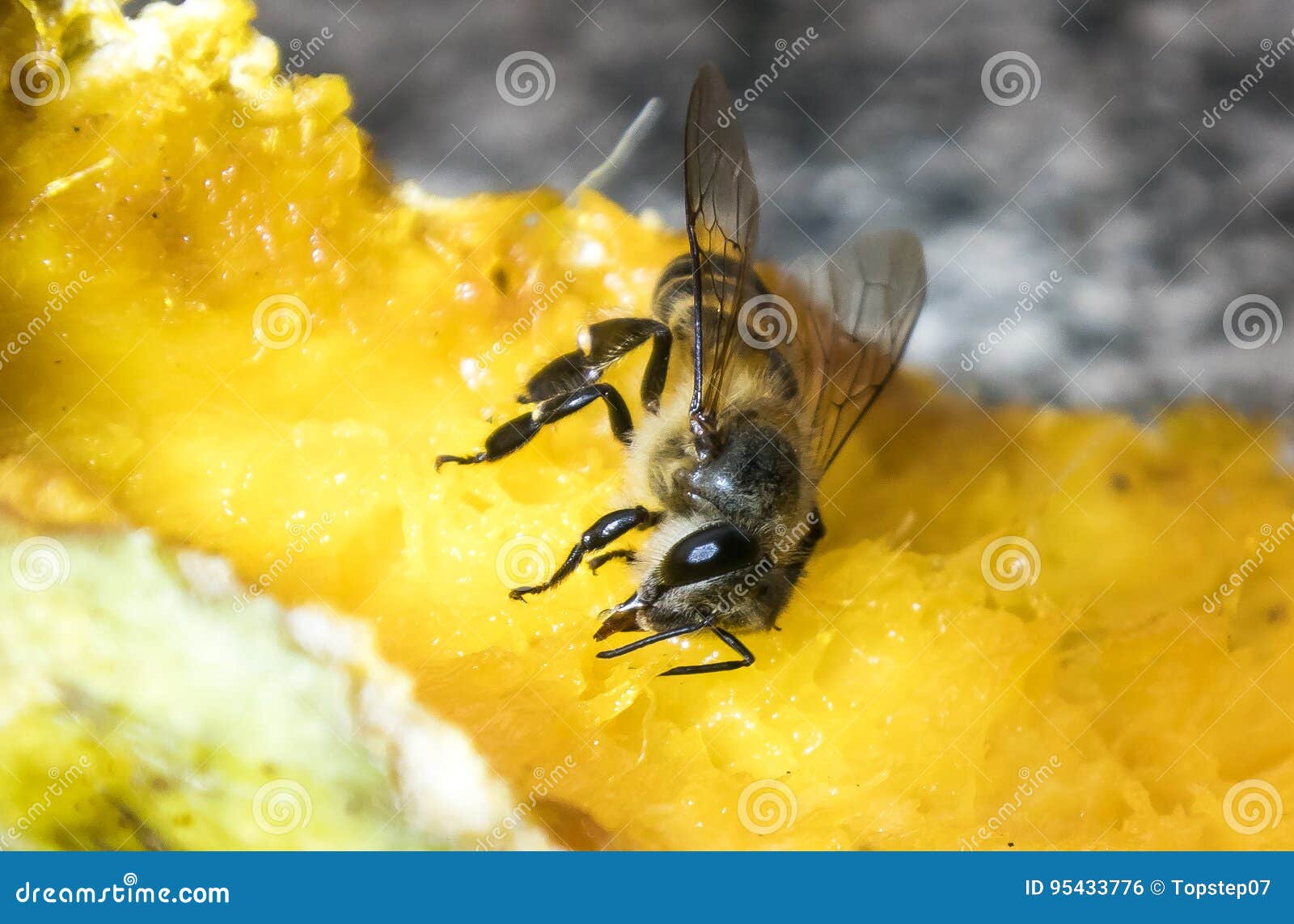 Bee in the ripe mango stock photo. Image of eating, wild - 95433776