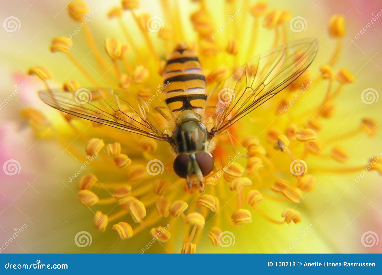 Bee on a rose stock photo. Image of summer, petal, honey - 160218