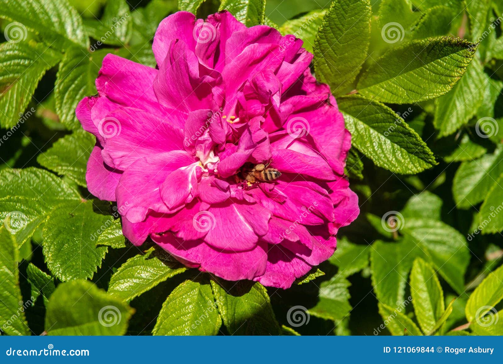 Bee in Rose stock photo. Image of flower, pollination - 121069844