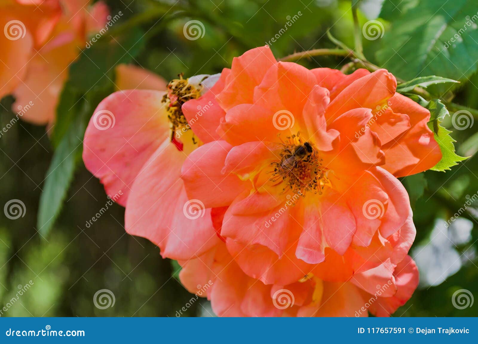 Bee on the rose flower stock image. Image of blooming - 117657591