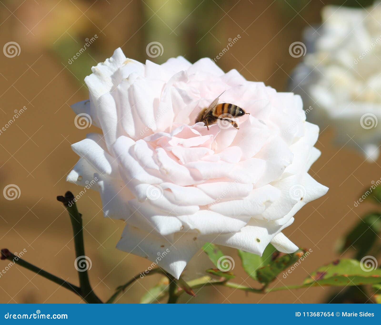 Bee in a rose stock photo. Image of honeybee, pretty - 113687654