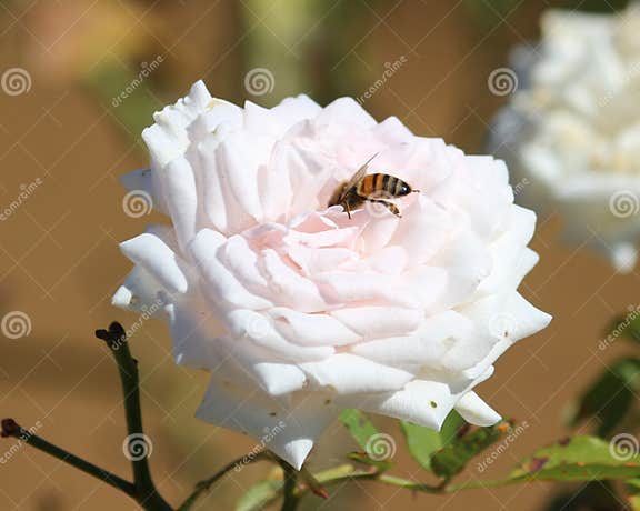 Bee in a rose stock photo. Image of honeybee, pretty - 113687654