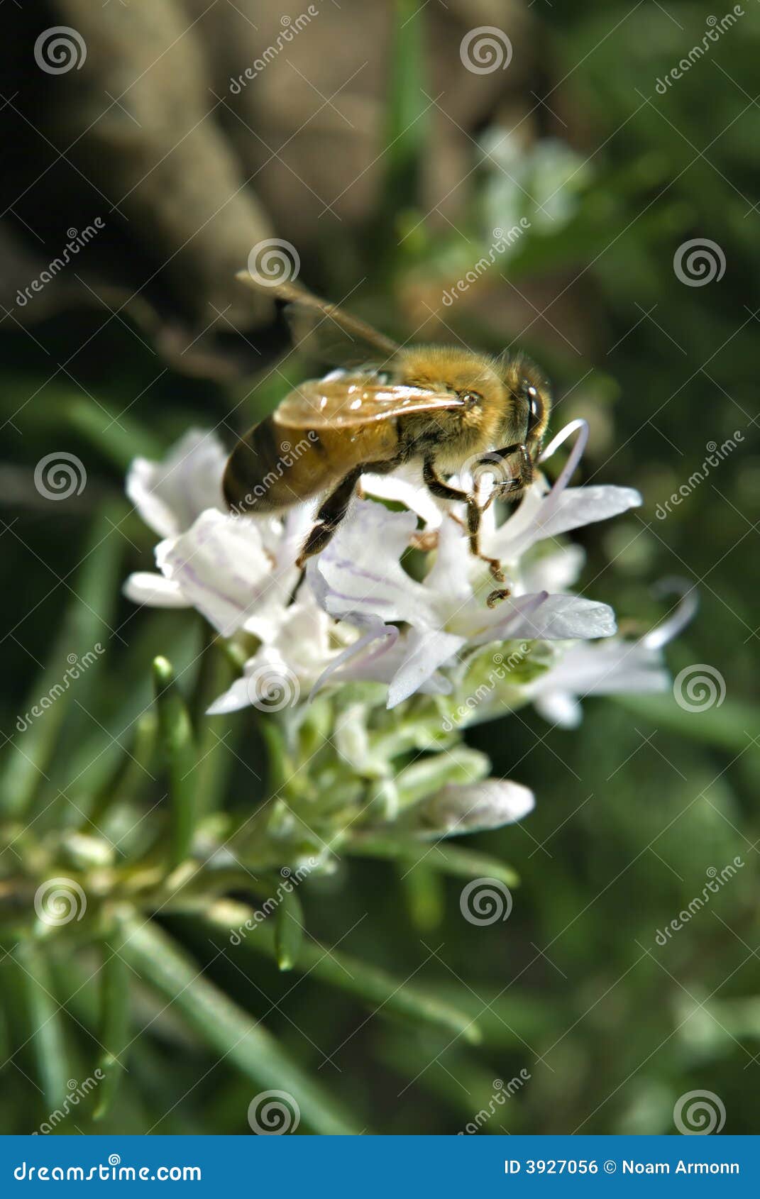 Bee on Rosemary flower stock photo. Image of bumble, pollinate - 3927056