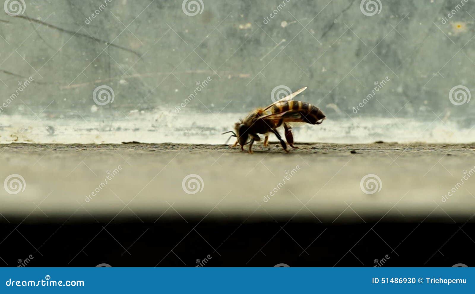 Bee rub the abdomen stock footage. Video of wings, macro - 51486930
