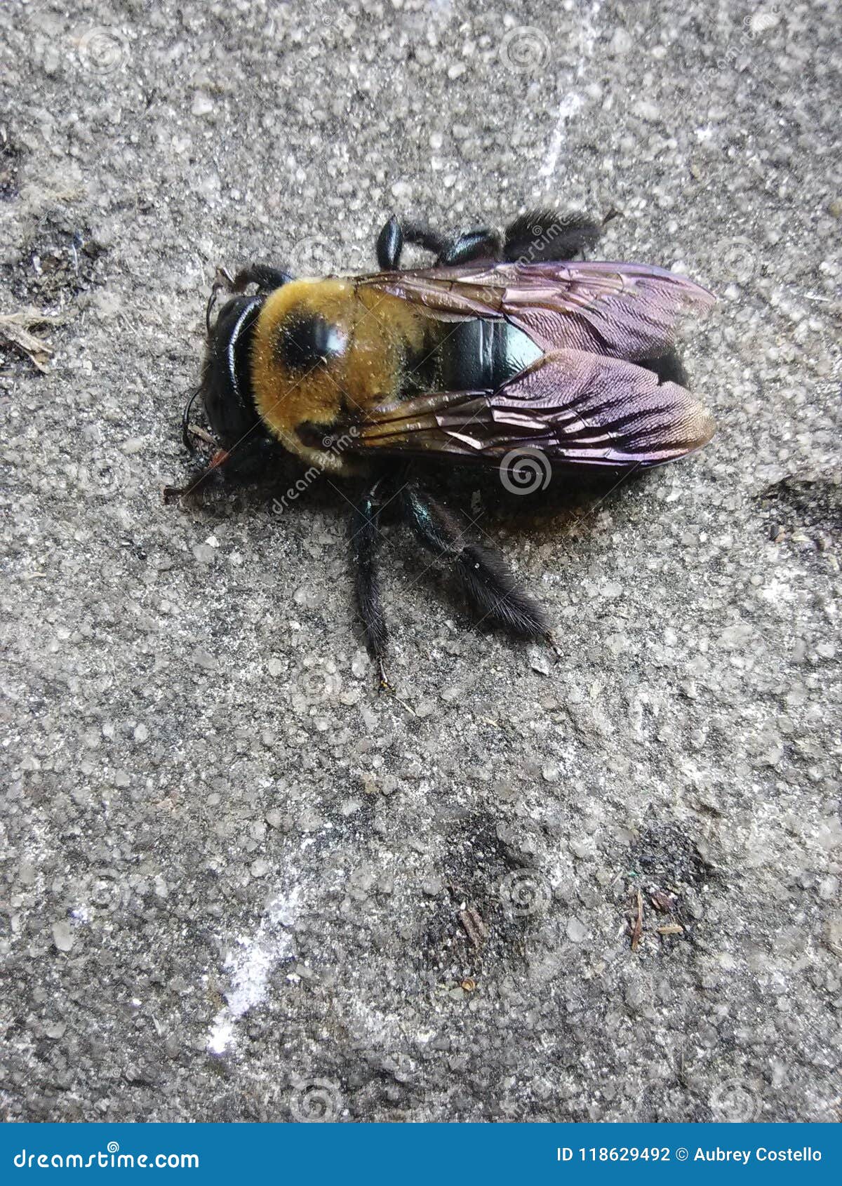 Bee2 stock photo. Image of bee2, nature, insects - 118629492