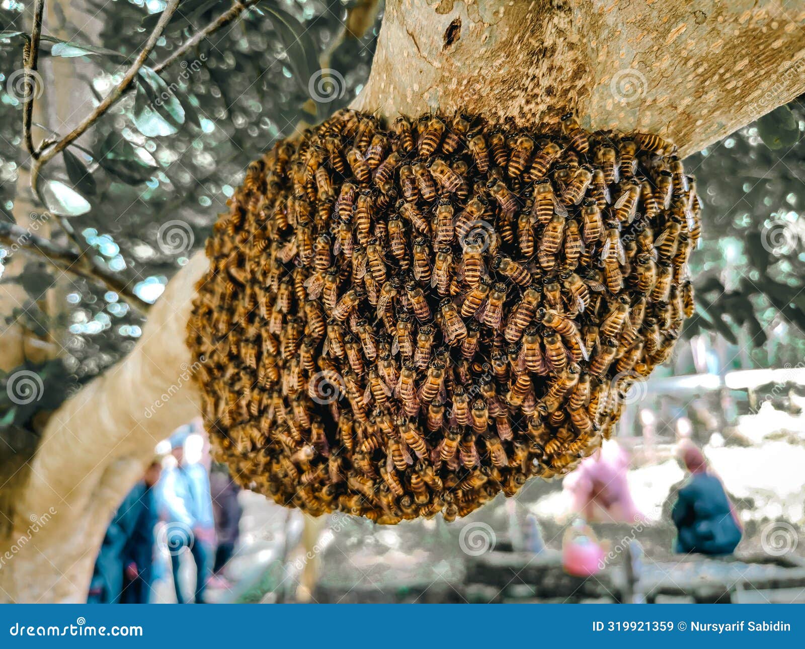 Bee S Nest in a Tree Branch Stock Image - Image of busy, honey: 319921359