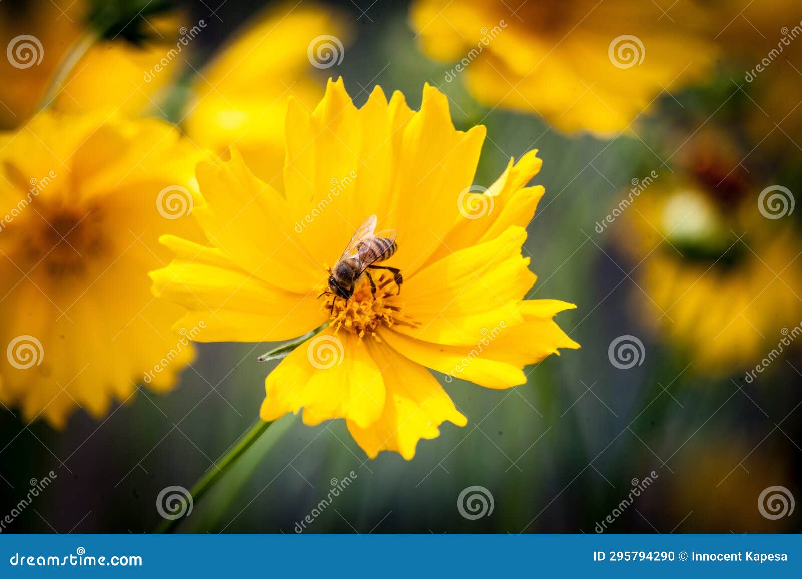 Bee on Sand Coreopsis Flower Stock Photo - Image of flowerbee, honeybee ...