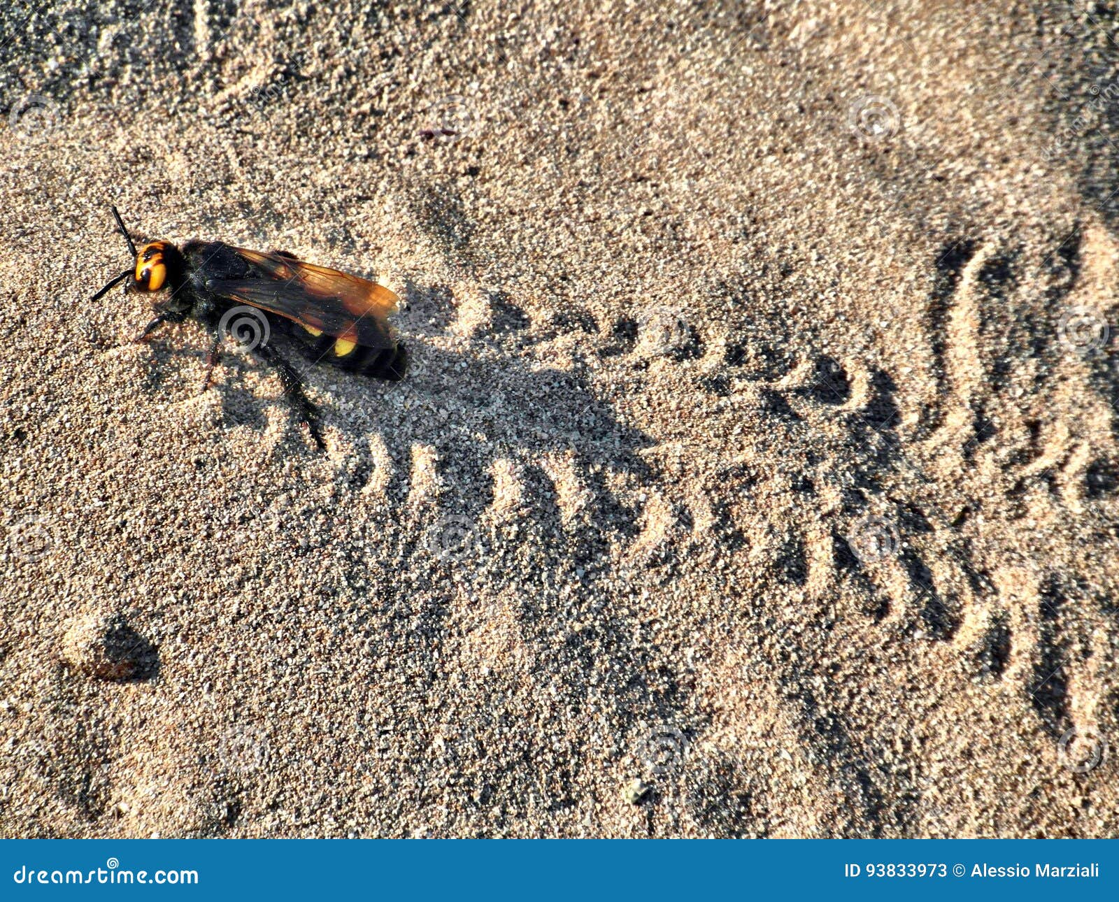 Bee on sand stock image. Image of nature, beach, wolf - 93833973