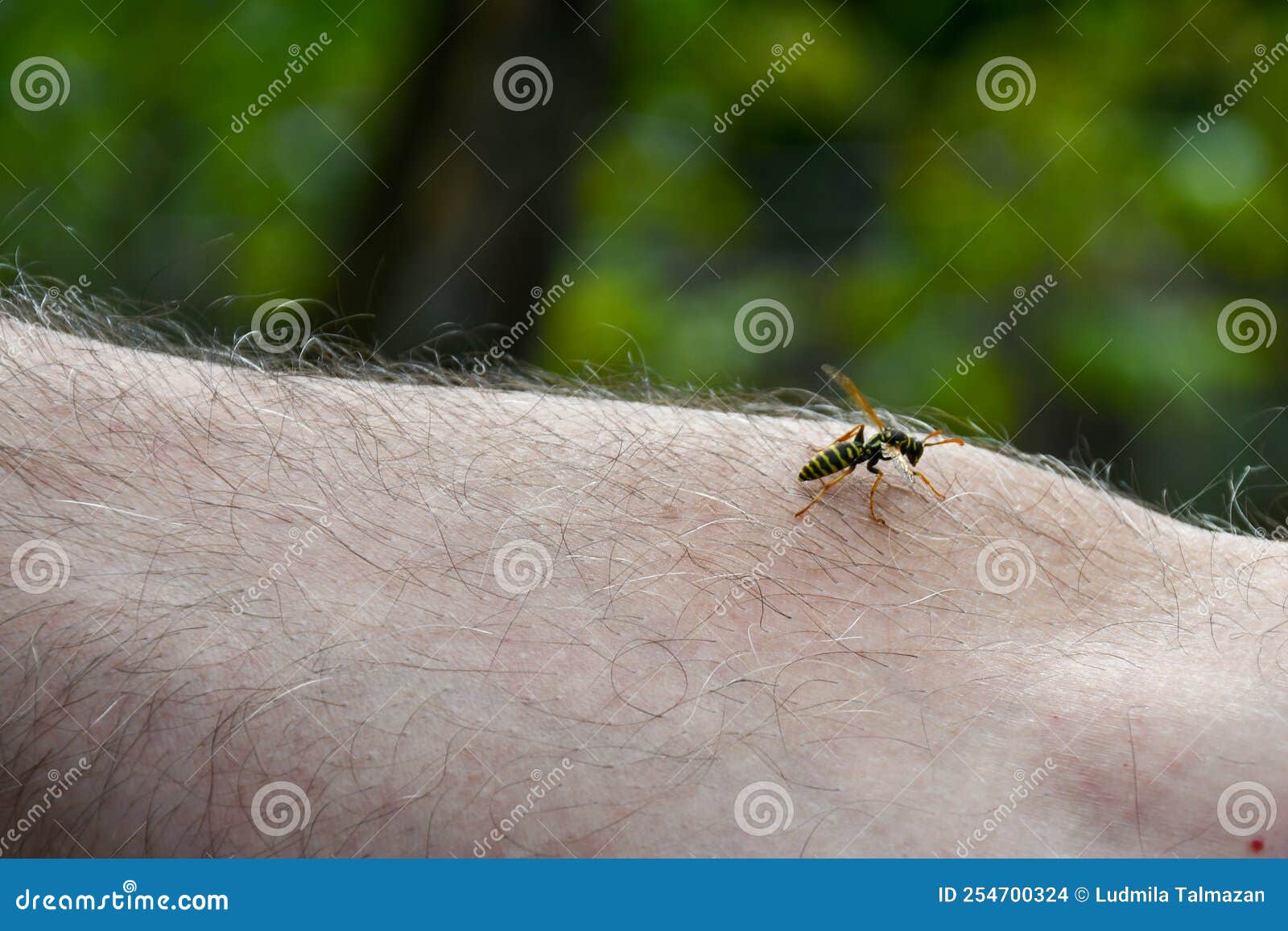 The Bee Sat on a Man S Hand Stock Photo - Image of bees, rural: 254700324