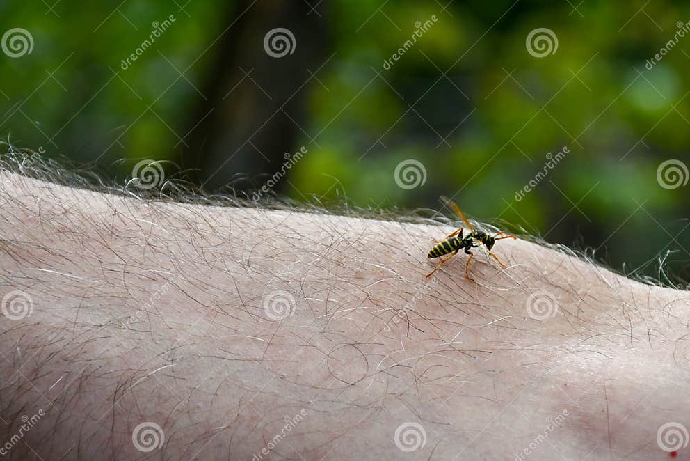 The Bee Sat on a Man S Hand Stock Photo - Image of bees, rural: 254700324