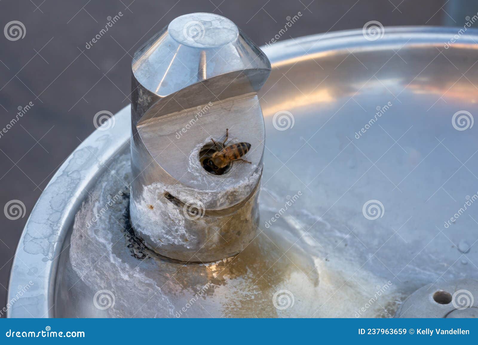 Bee Searches for Water in a Drinking Fountain Stock Image - Image of ...