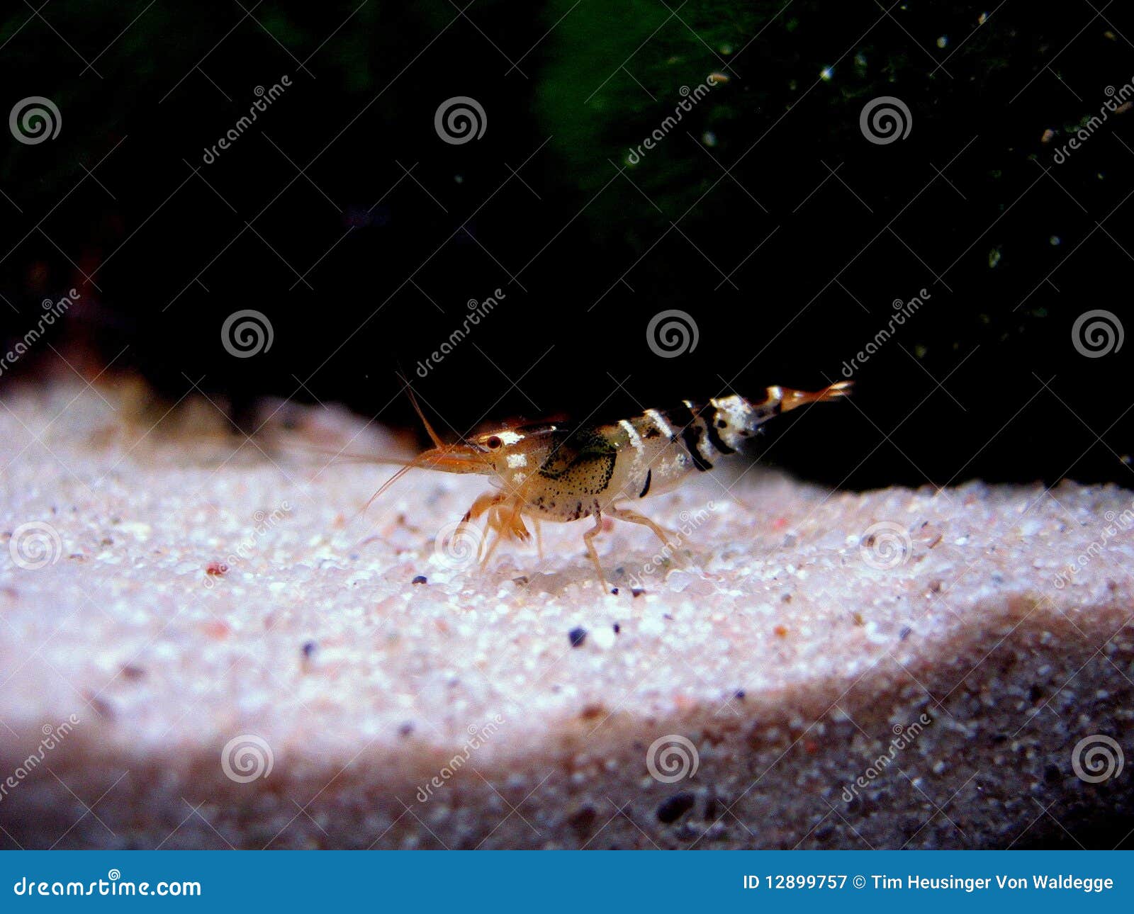 Bee Shrimp (Caridina Cantonensis) Stock Image - Image of white, tiny ...