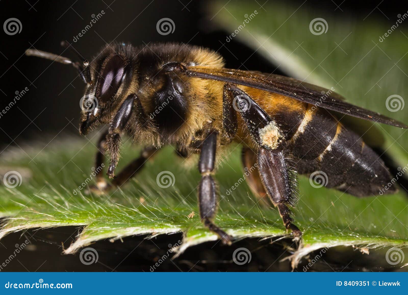 Bee Side view stock image. Image of grey, leaf, hairy - 8409351