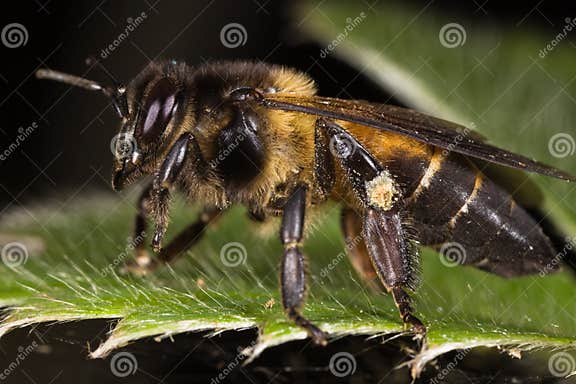 Bee Side view stock image. Image of grey, leaf, hairy - 8409351