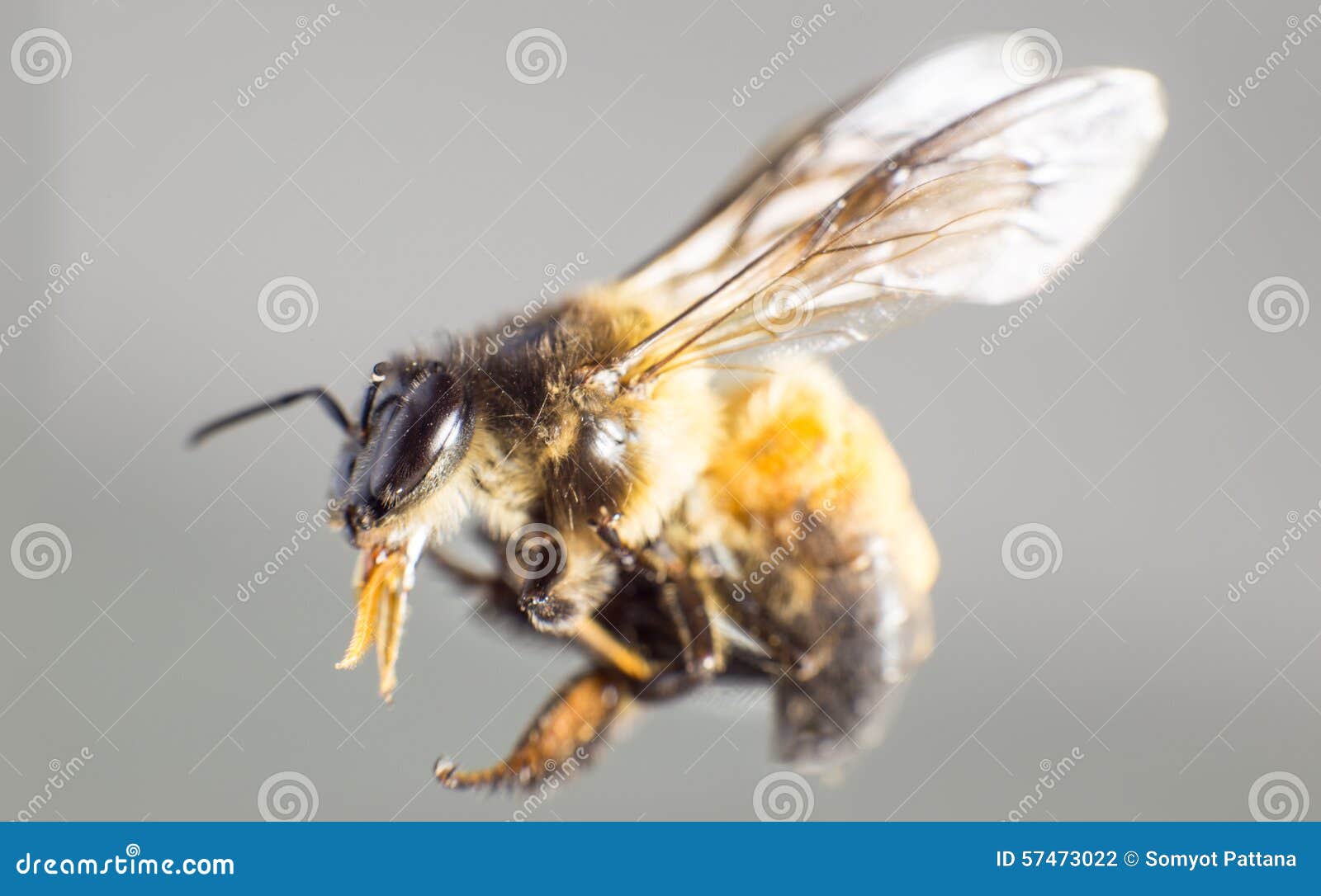Bee stock photo. Image of nature, macro, view, animal - 57473022
