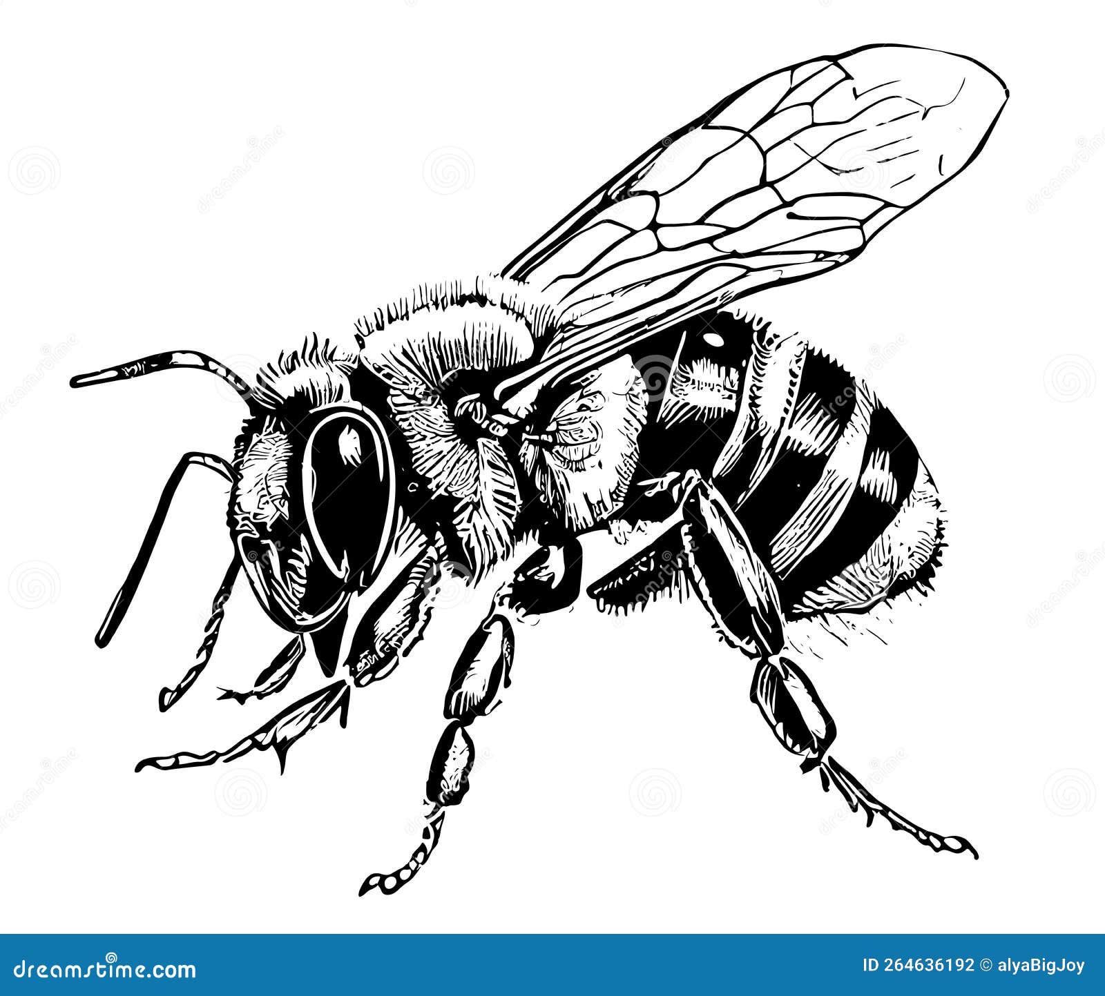 Bee Side View Hand Drawn Sketch Illustration Stock Illustration ...