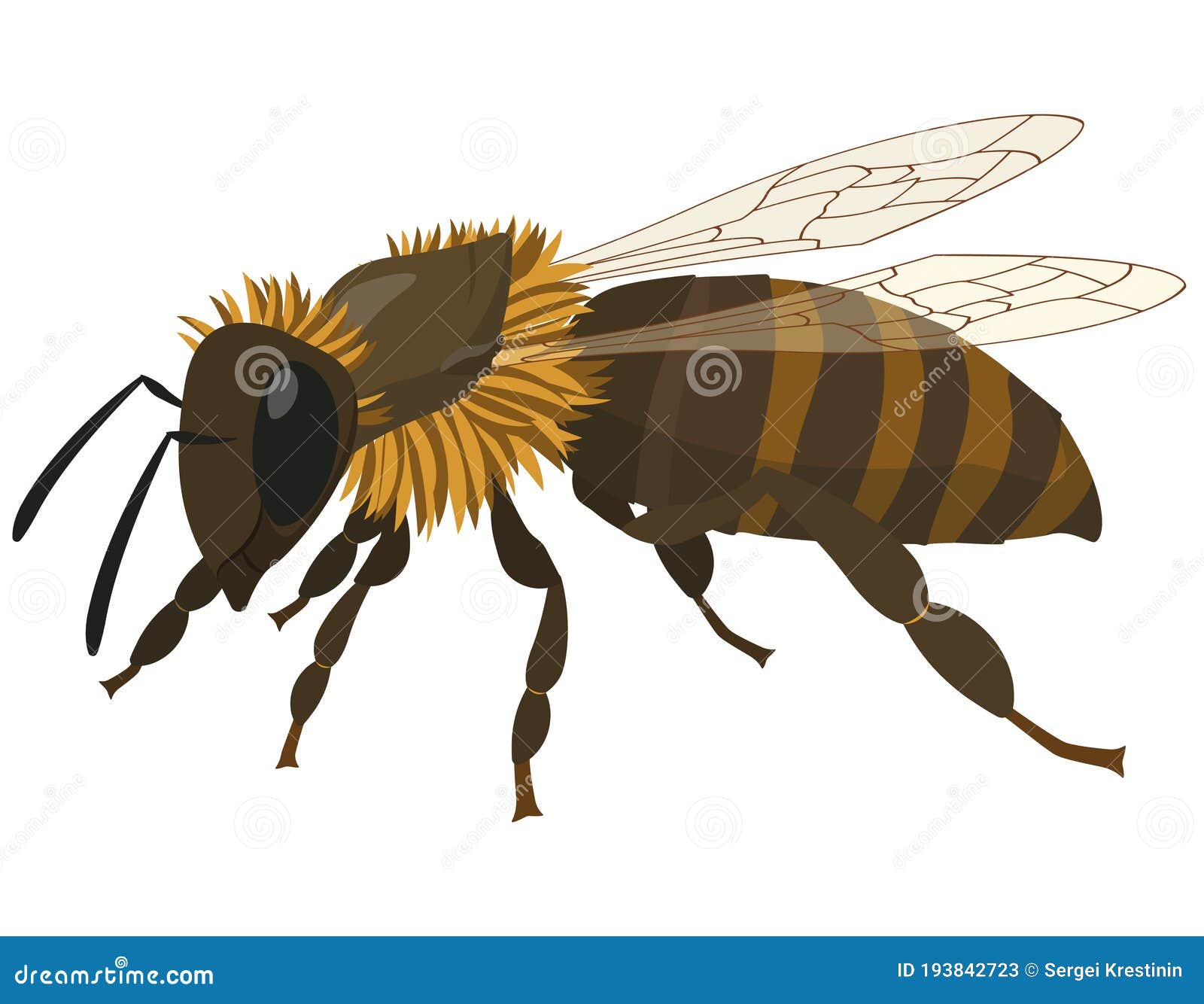 Bee side view stock illustration. Illustration of vector - 193842723