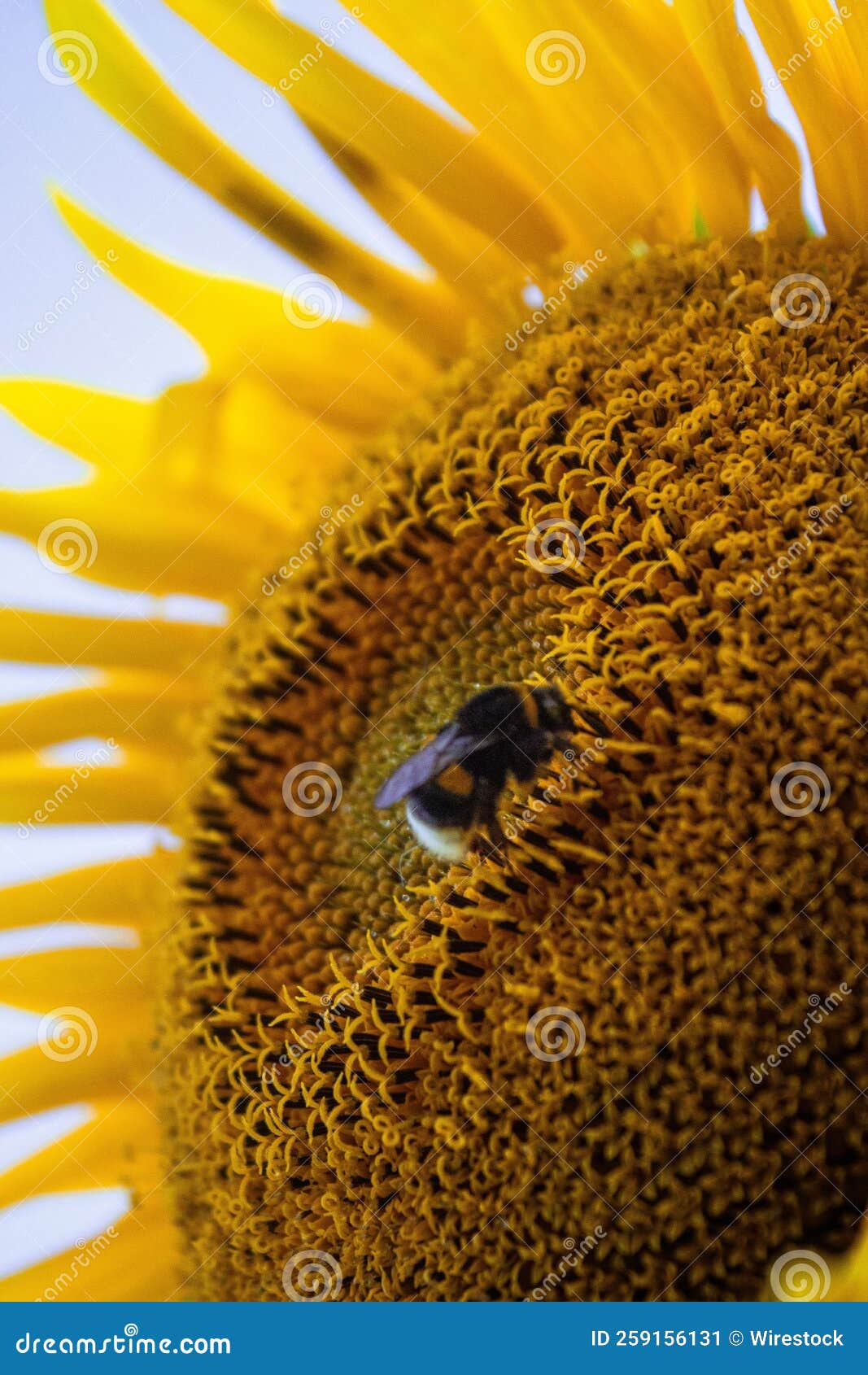 Bee Sipping Nectar from Sunflower Stock Image - Image of botanical ...