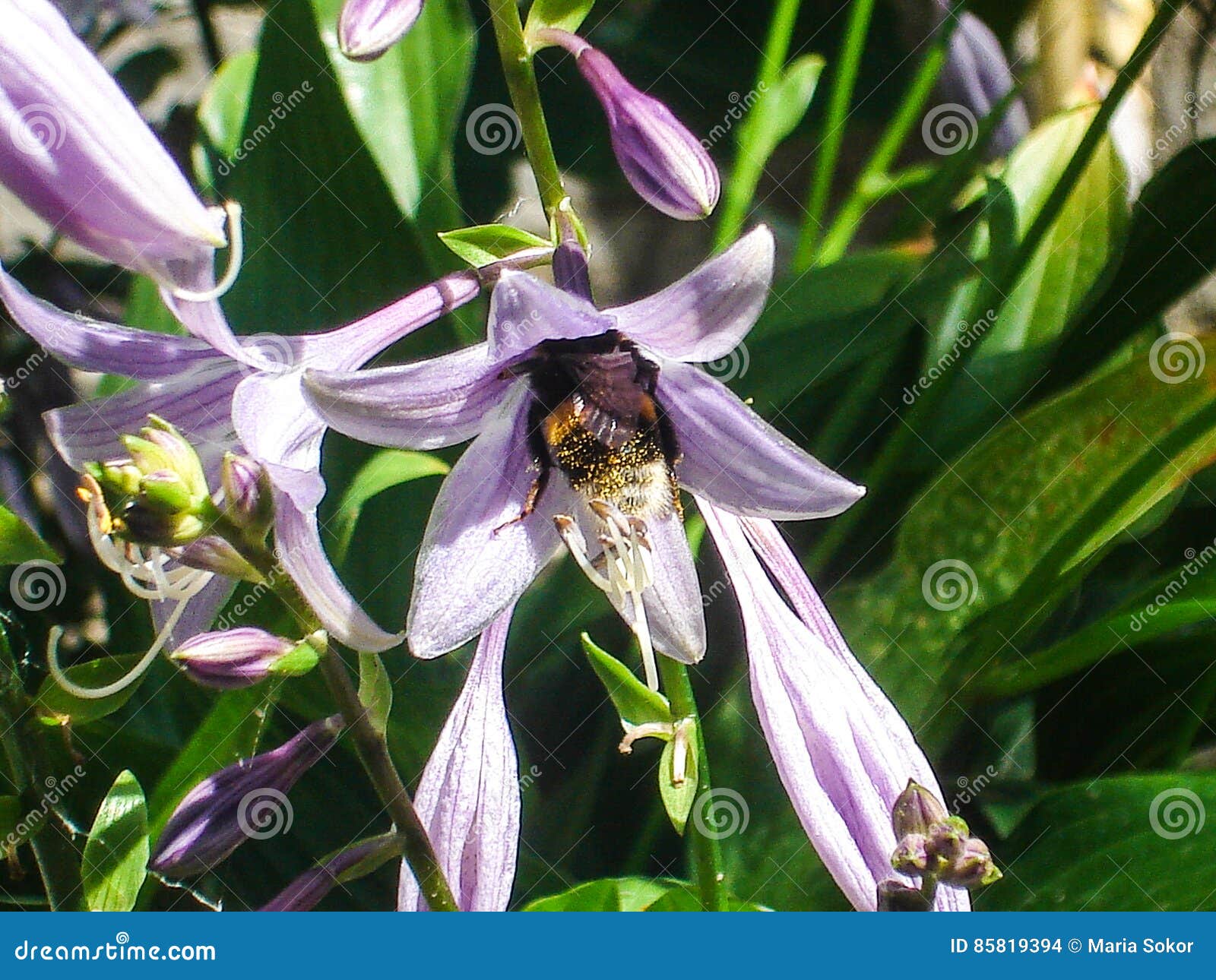 Bee Sits a Blue Bell Flower. Bright Summer Scene Stock Photo - Image of ...