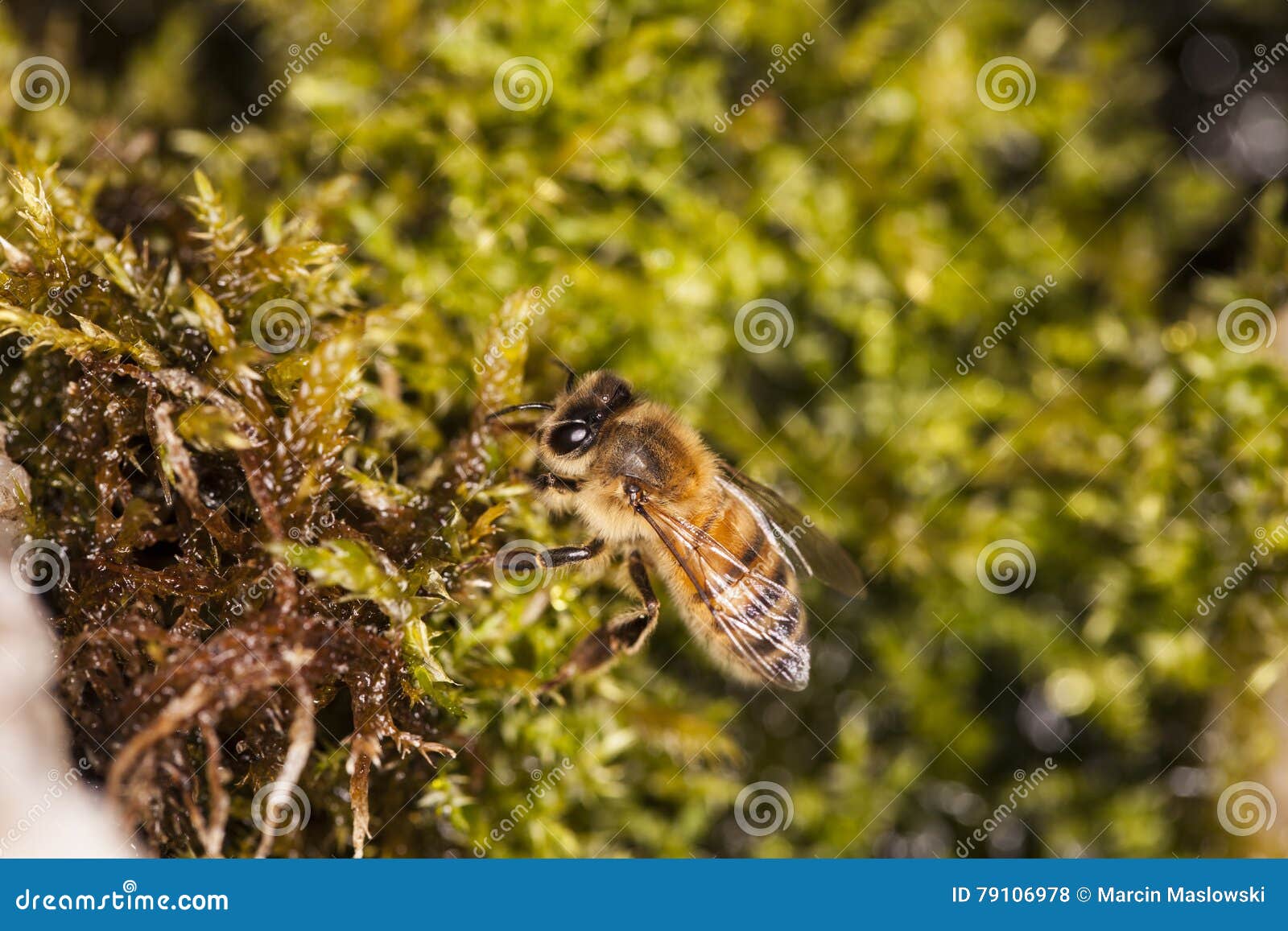 Bee Sits on a Clump of Moss Stock Photo - Image of macro, clump: 79106978