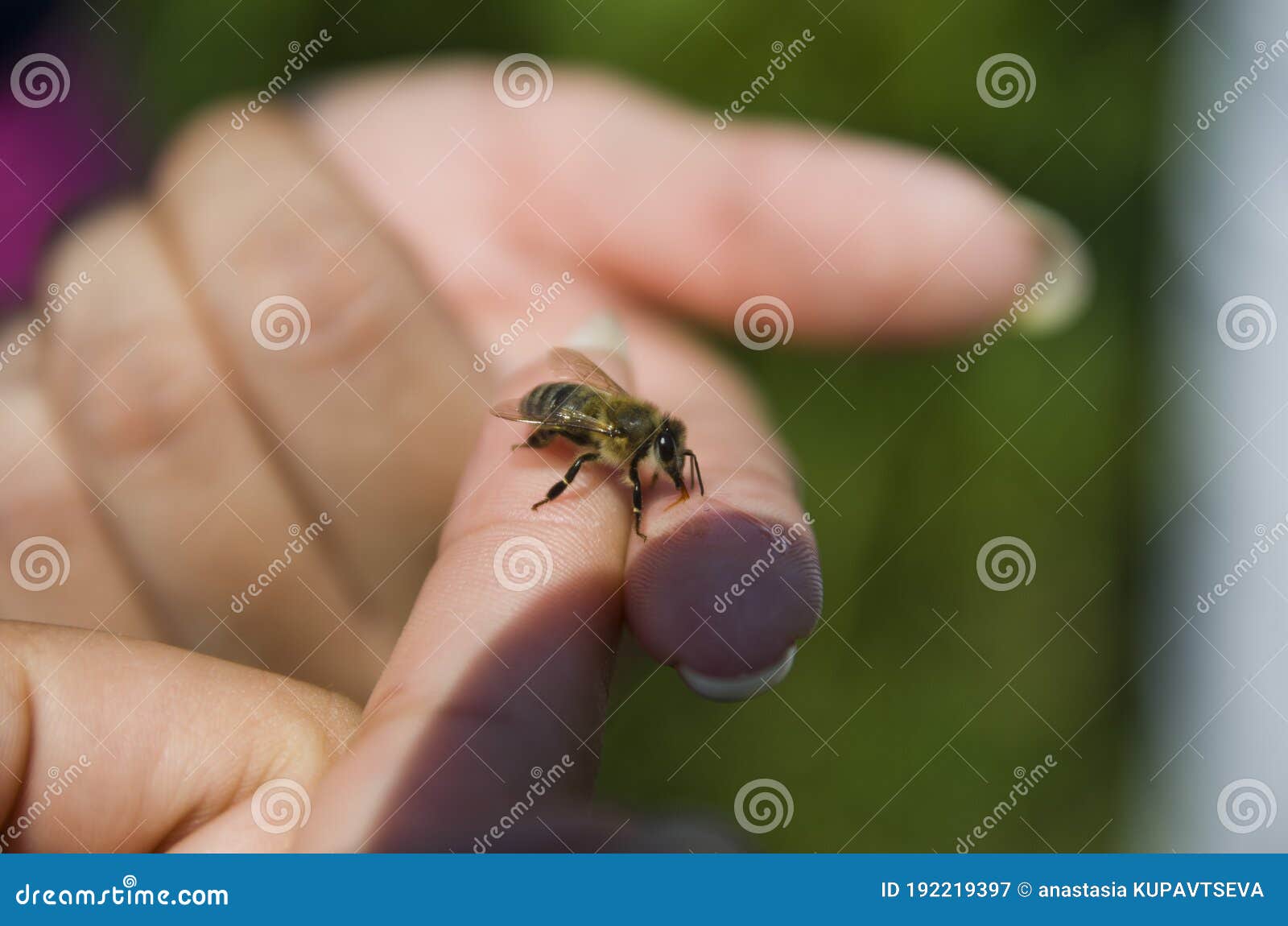 A bee sits on the finger stock image. Image of garden - 192219397