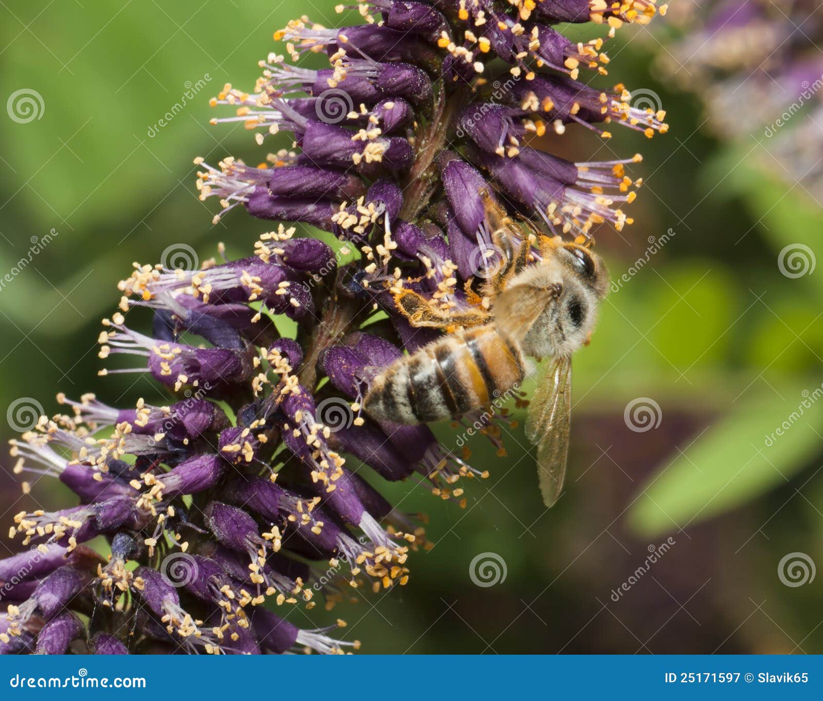 Bee sitting on a flower. stock image. Image of nectar - 25171597