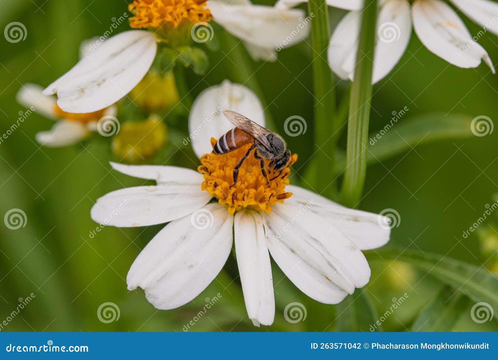 A Bee is Sitting on a Flower Drinking Nectar Stock Photo - Image of ...
