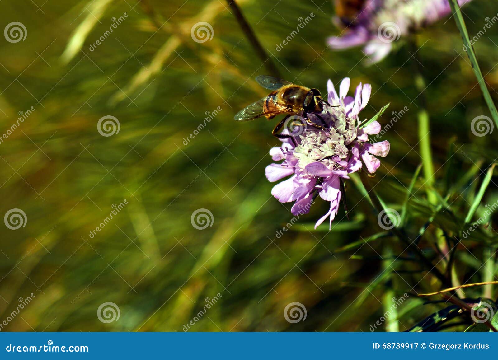 Bee Sitting on a Flower in Summer Stock Image - Image of sitting ...